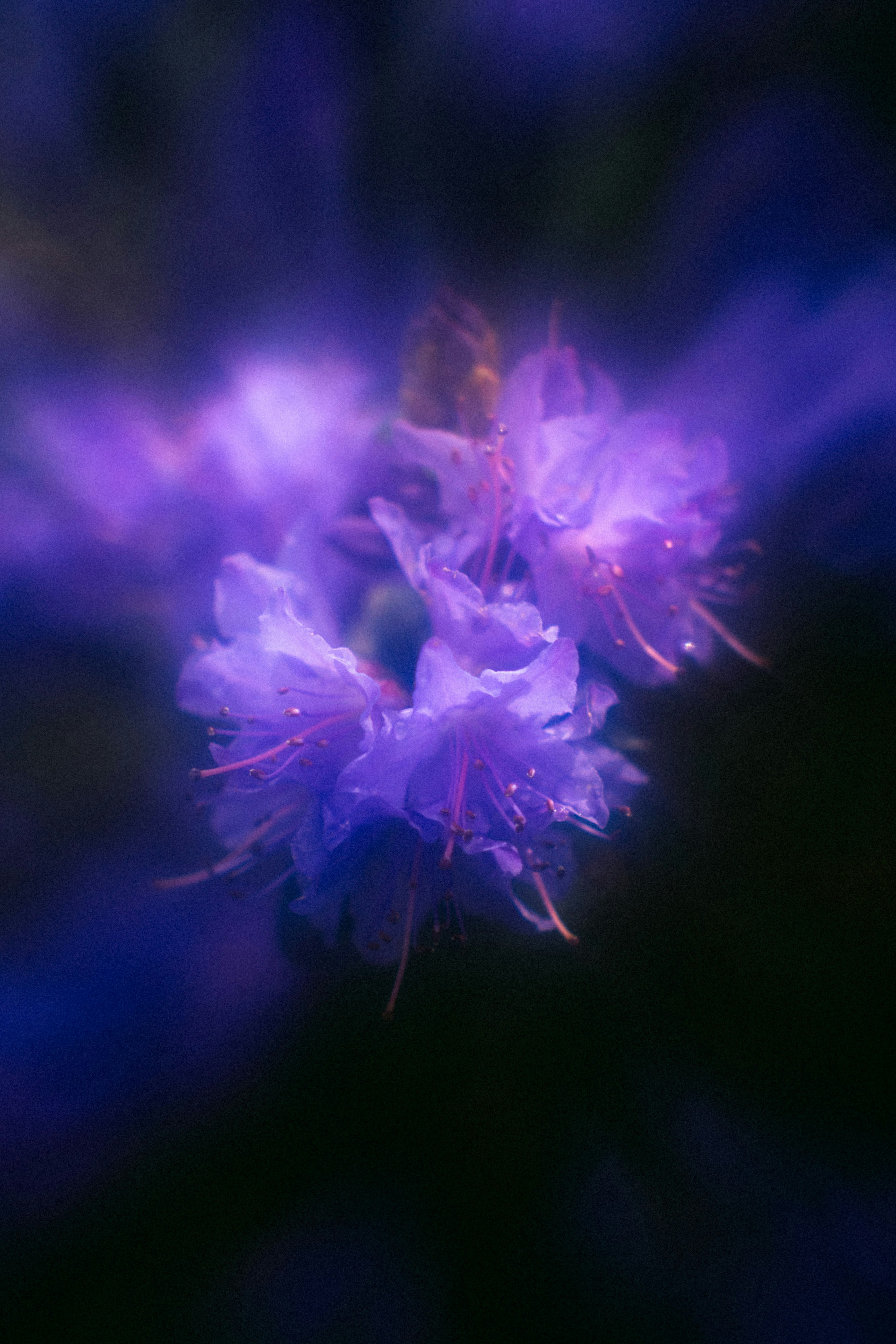 Nocturne in Violet: Close-Up of a Moonlit Purple Bloom