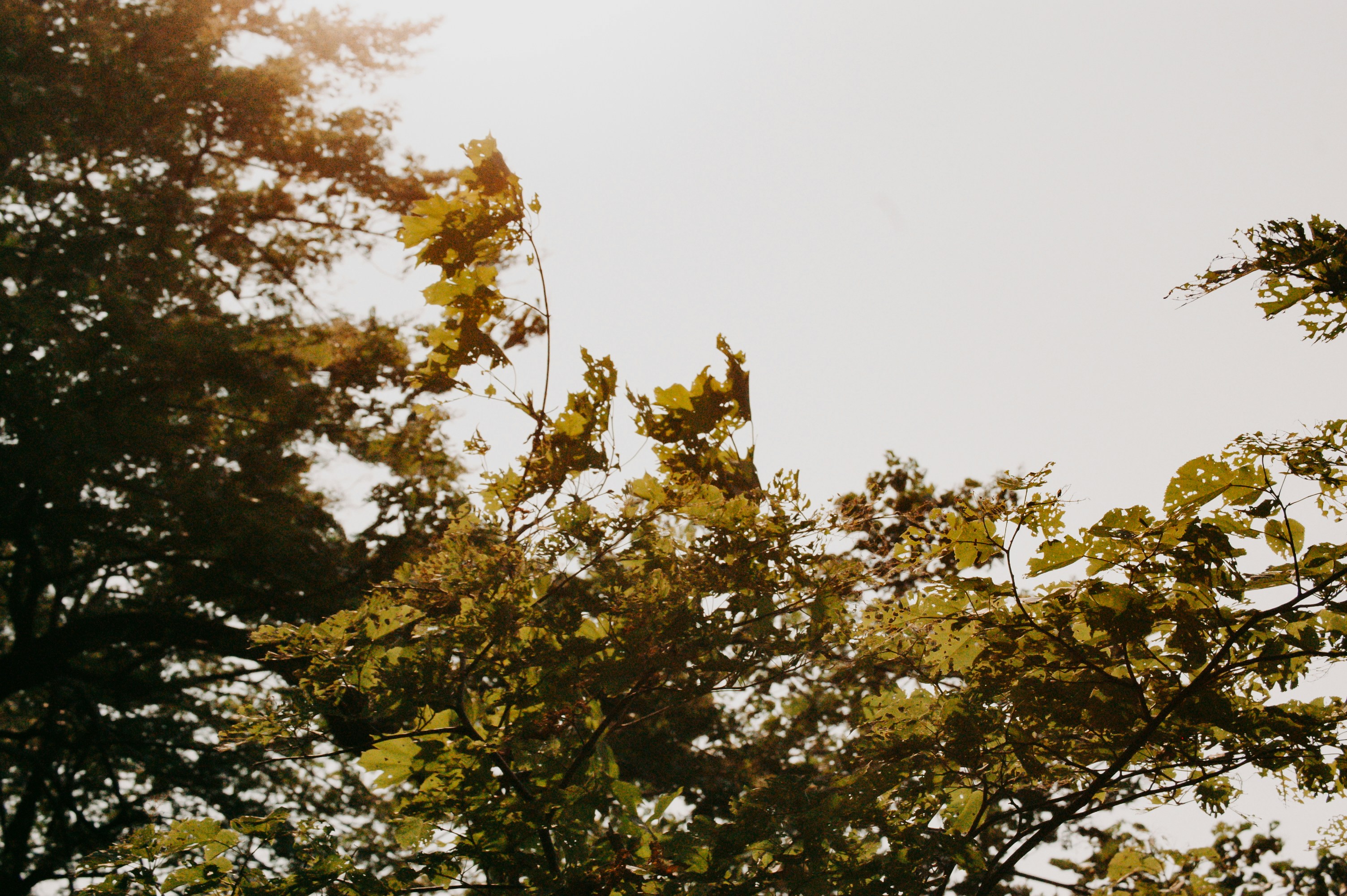 Sunlit leaves dancing against a soft, overexposed sky, capturing the essence of a tranquil outdoor moment.