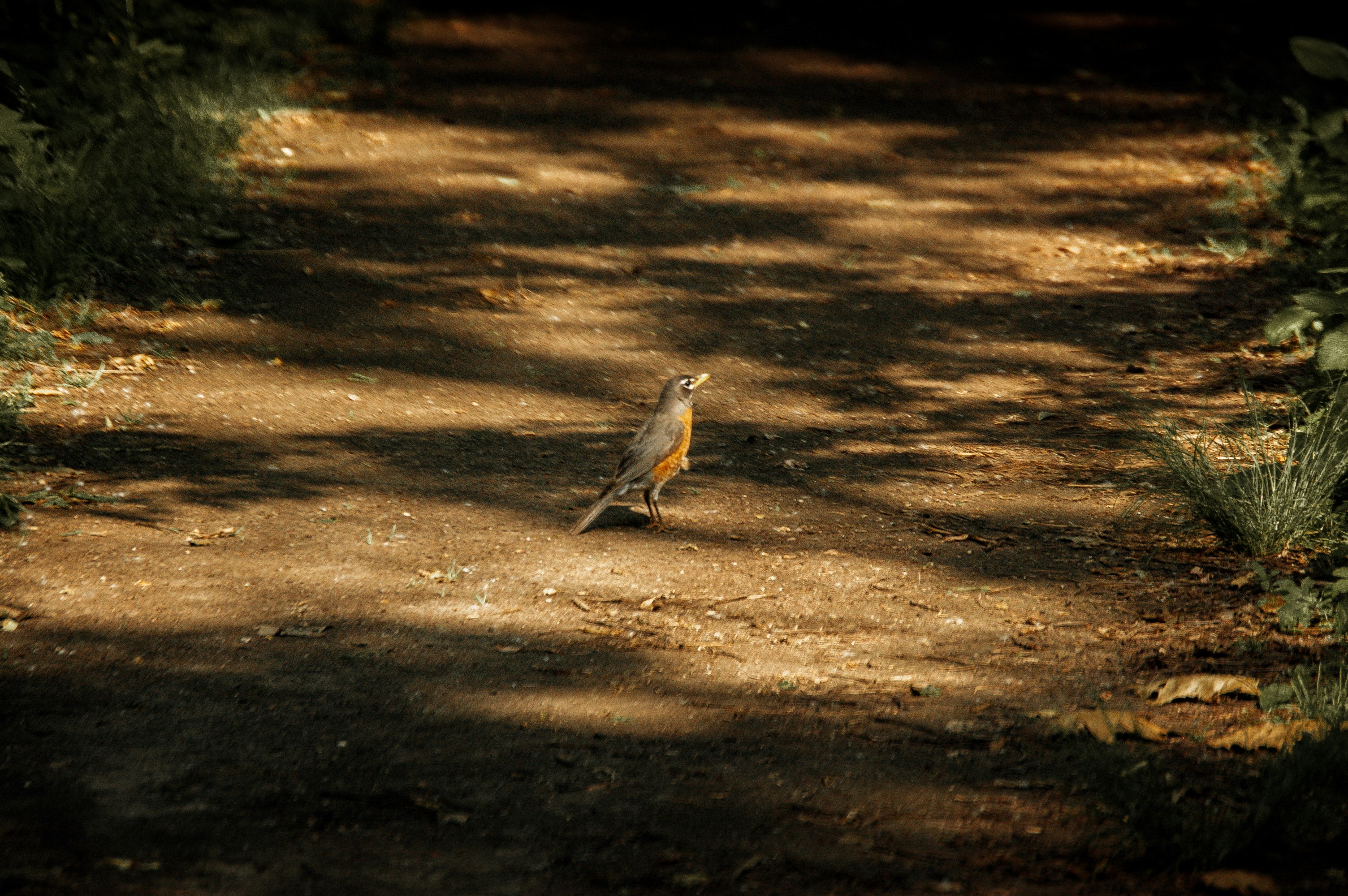 A bird stands on a dirt path.