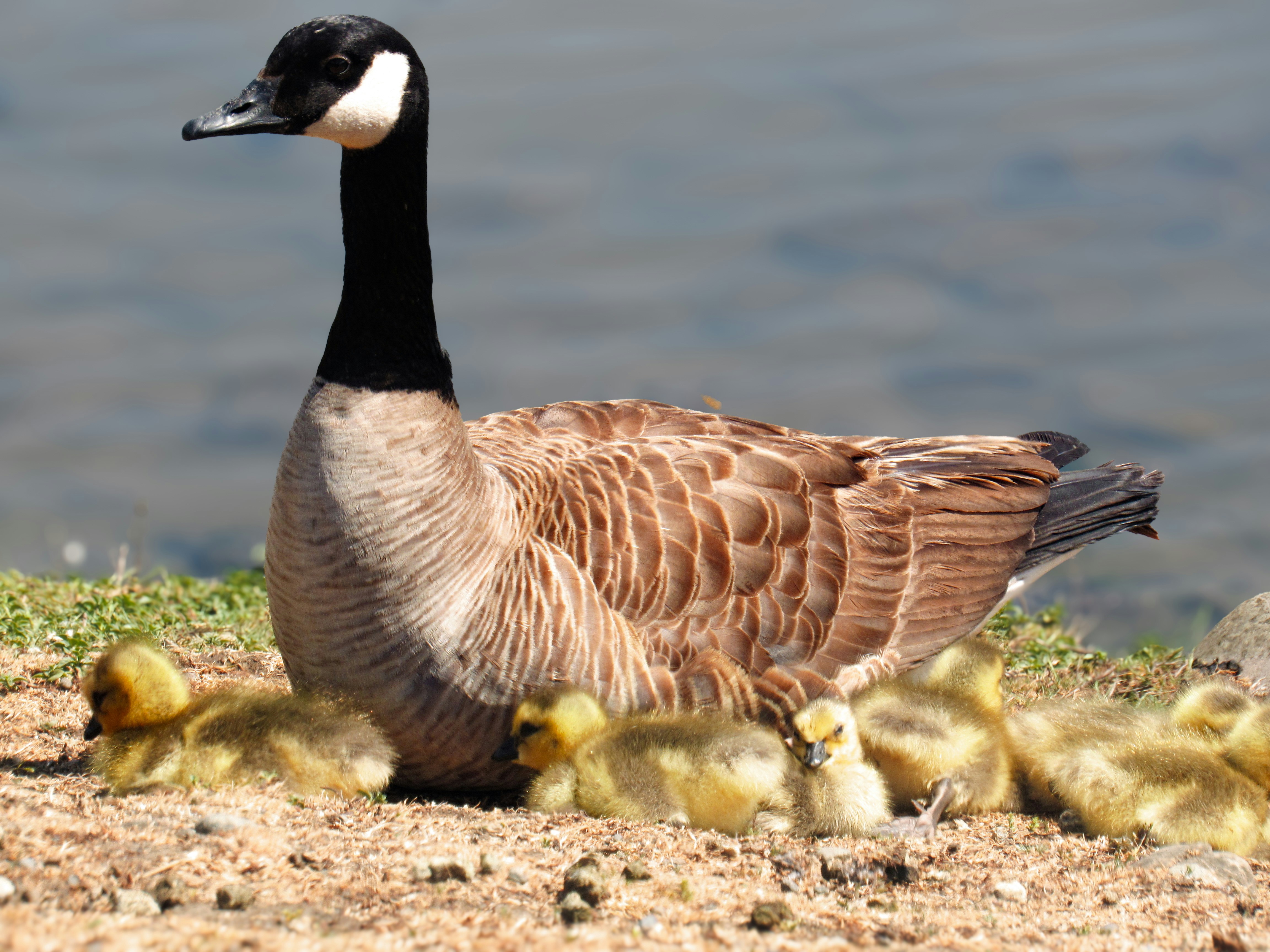 Mother Goose and the Puffed Pals: A Gosling Nest on the Shore