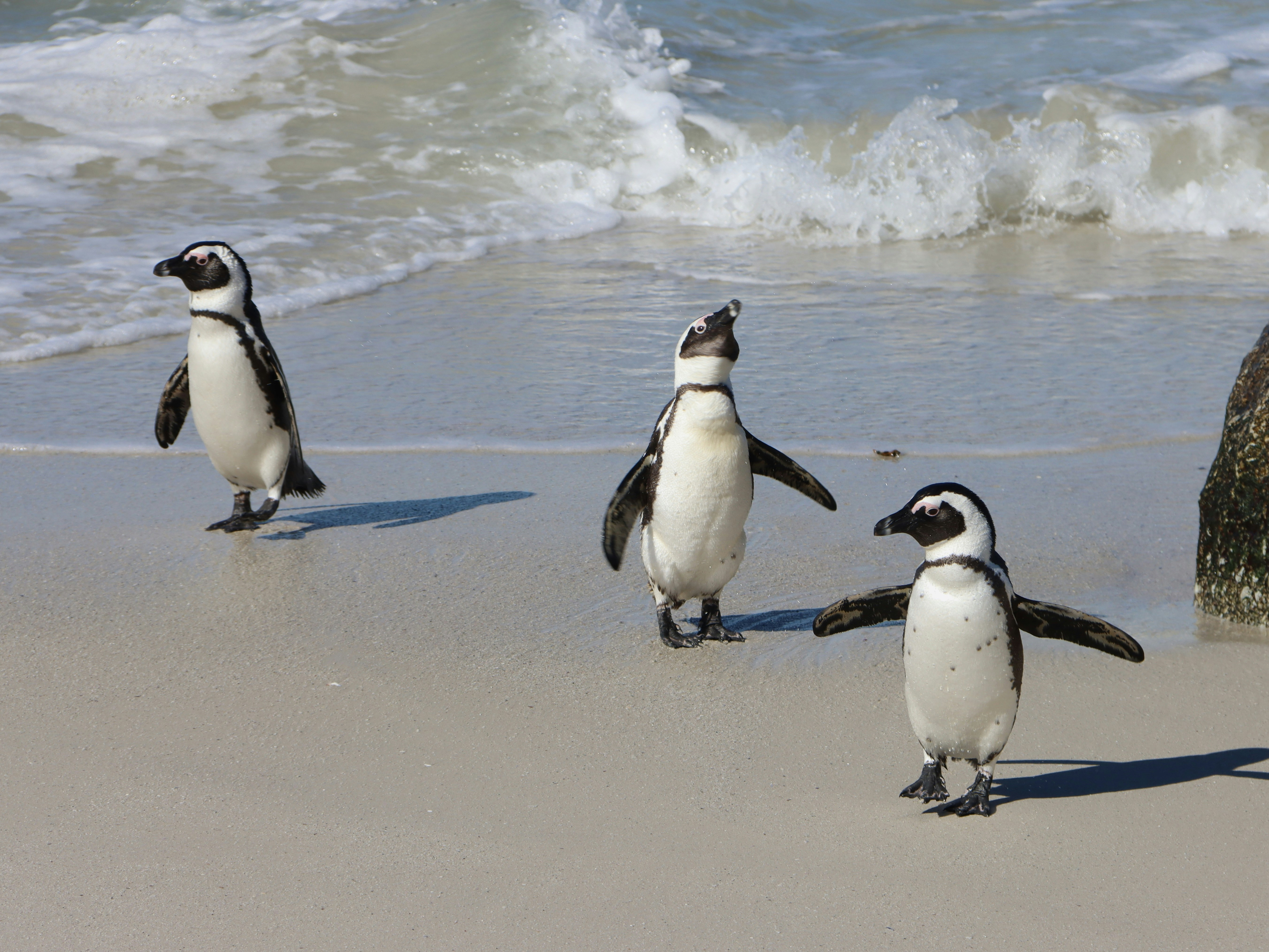 Waddle of the Coastal Trio