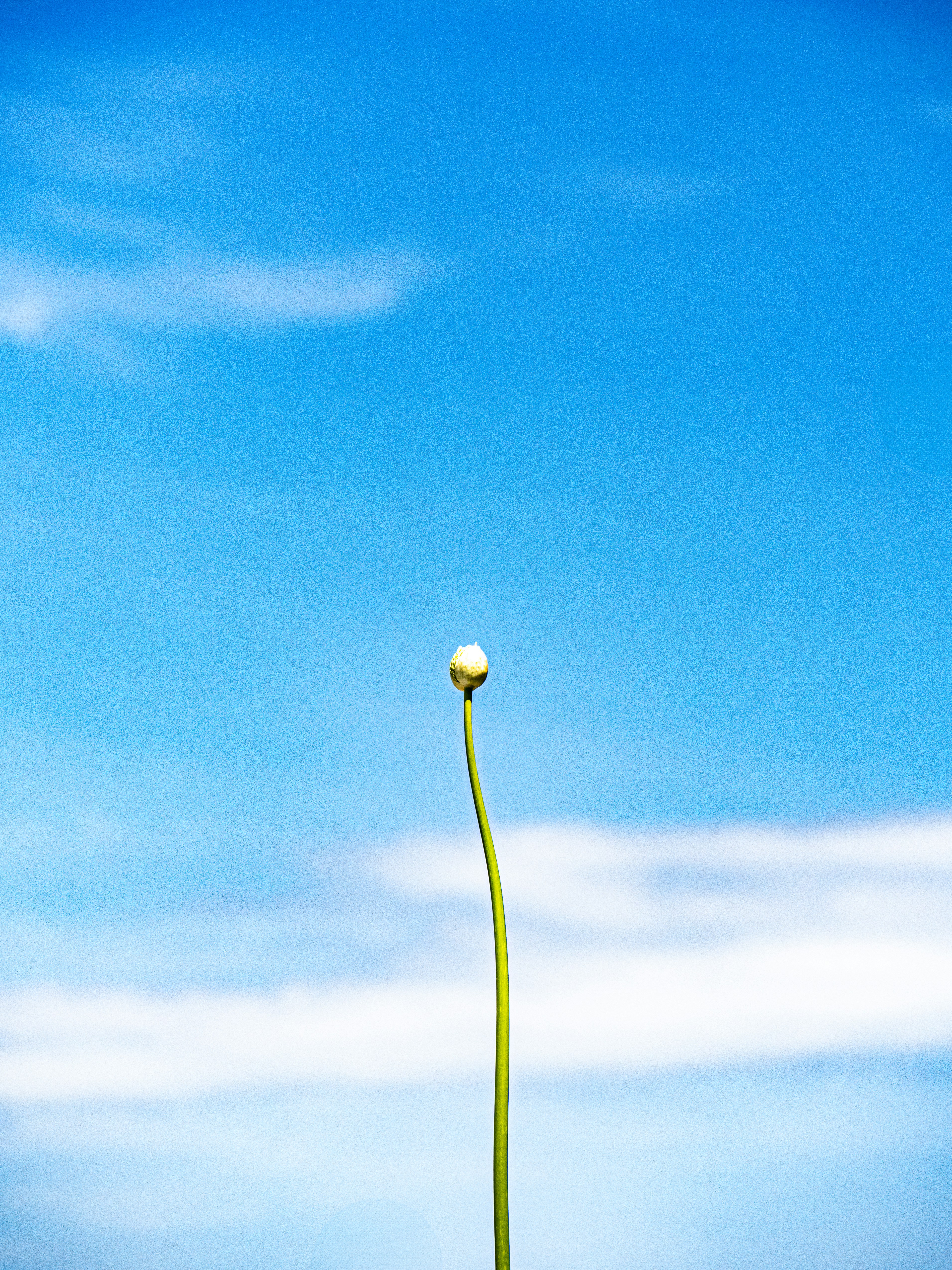 The Solitary Bloom Against the Sky