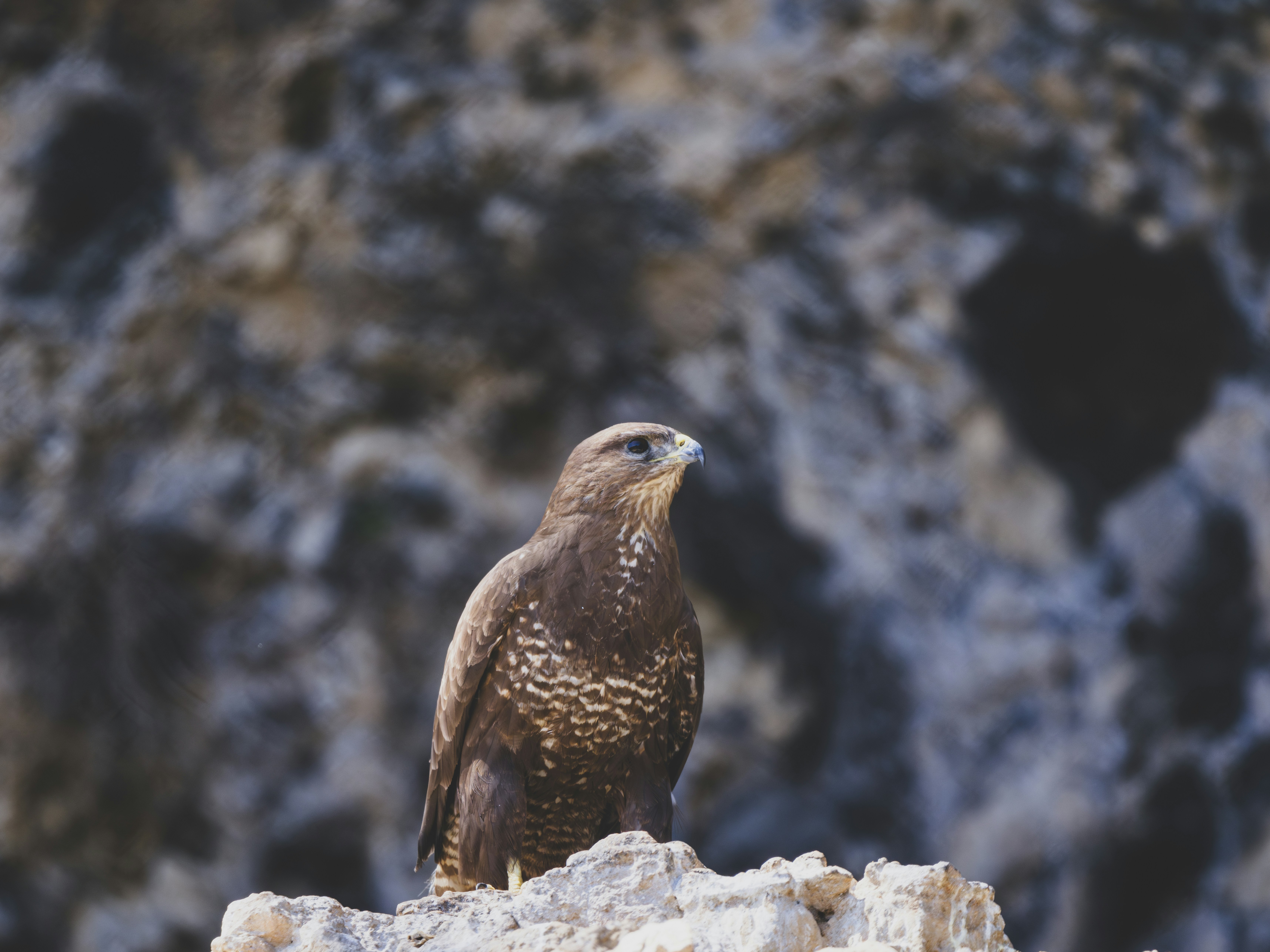 Stone Sentinel: Brown Hawk Perched Against a Rugged Cliff