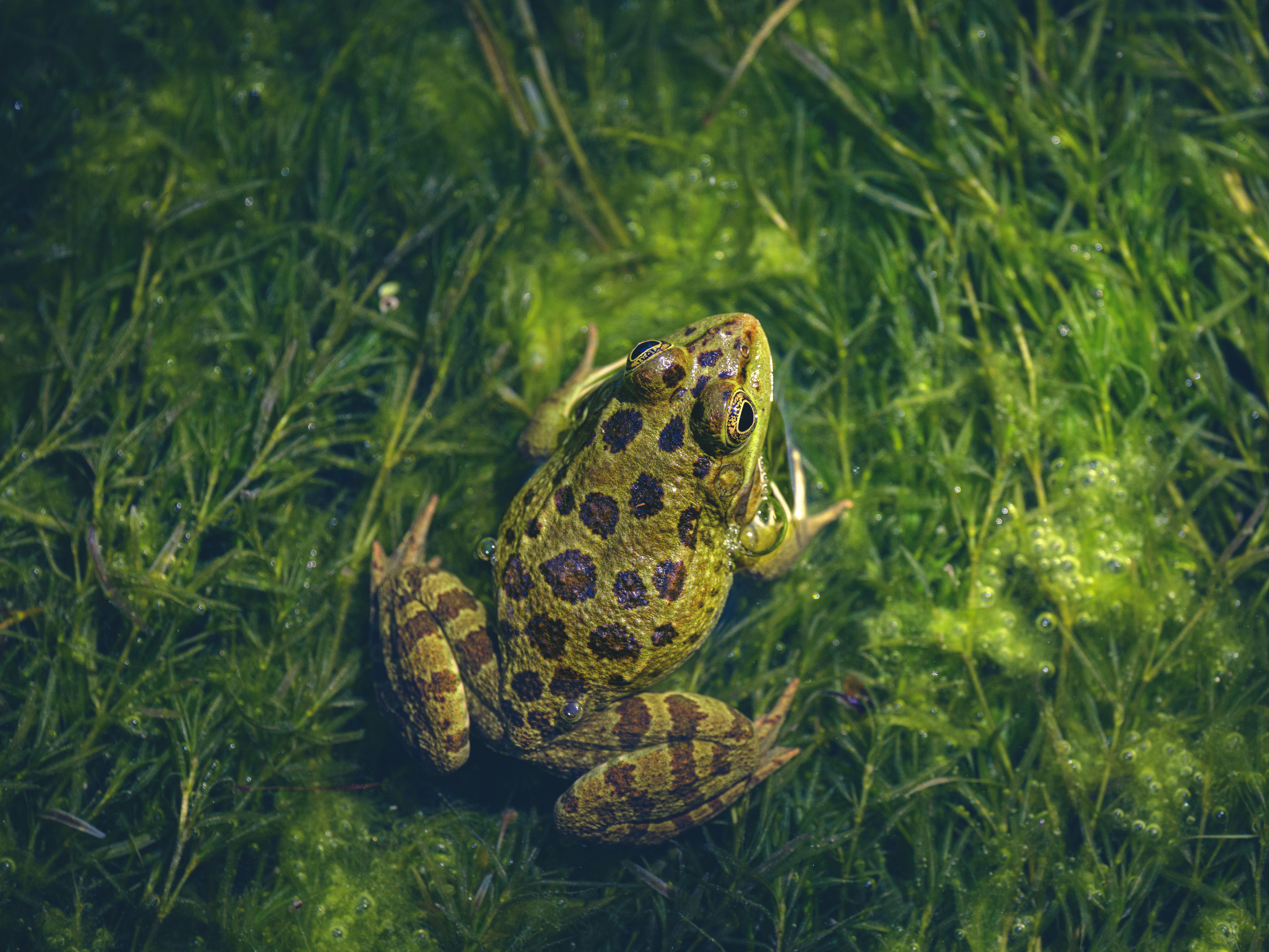 A vibrant green frog with distinctive spots rests amidst lush aquatic vegetation, showcasing its natural habitat's beauty.