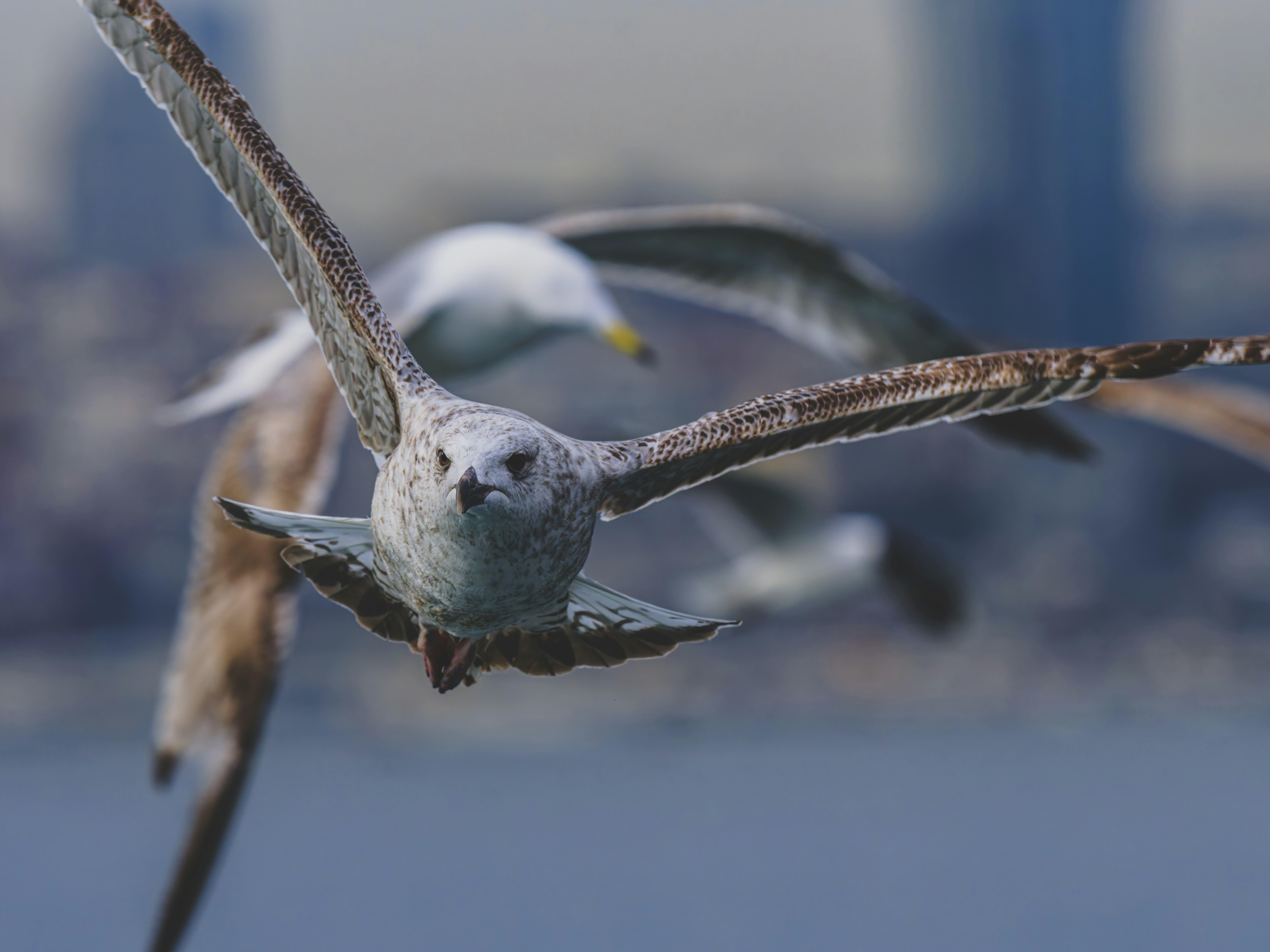 Direct Approach: A front-on gull slices through harbor air toward the lens