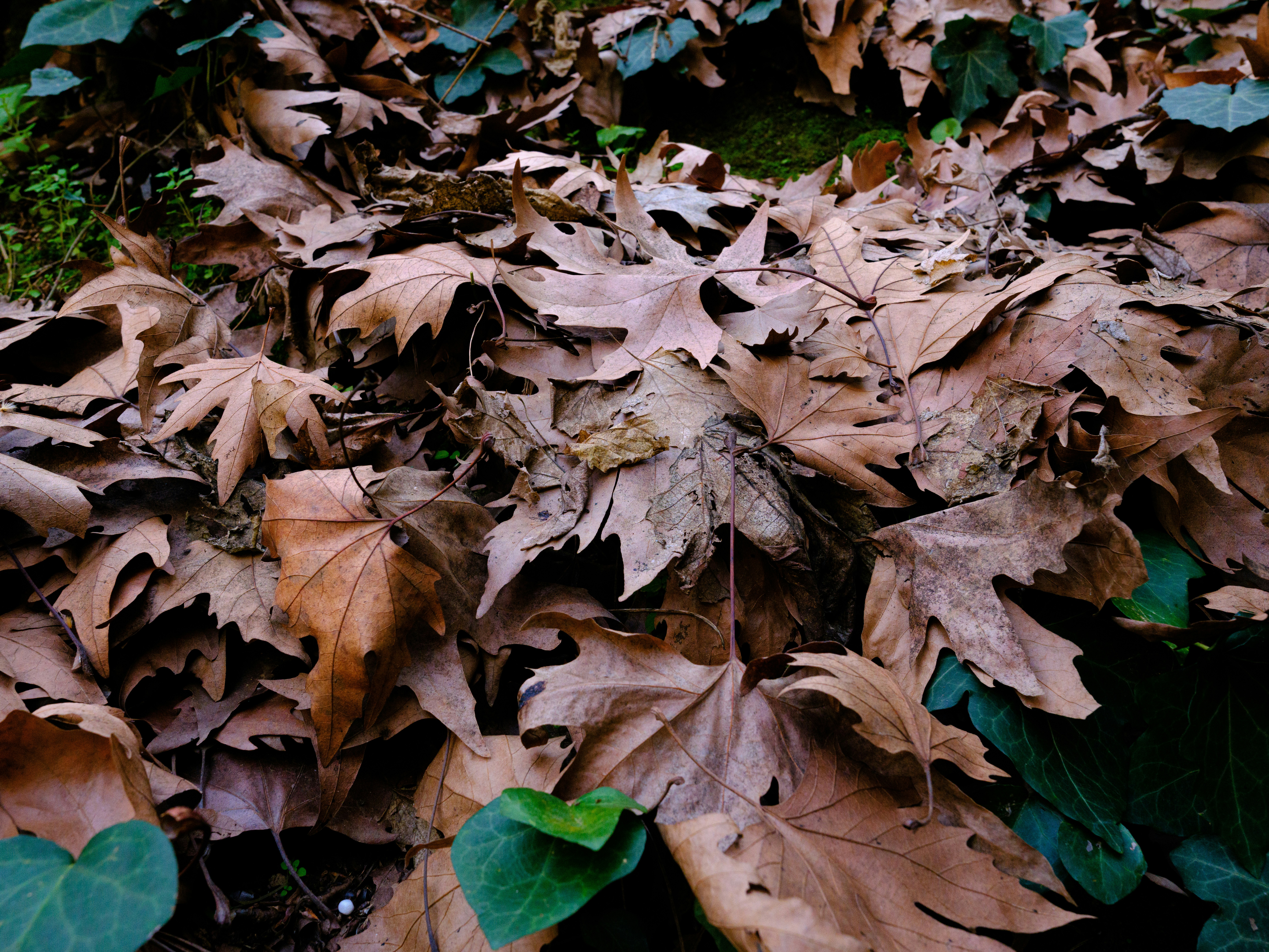 A rich layer of fallen leaves intermingled with vibrant green ivy, showcasing the intricate textures and colors of autumn's decay.