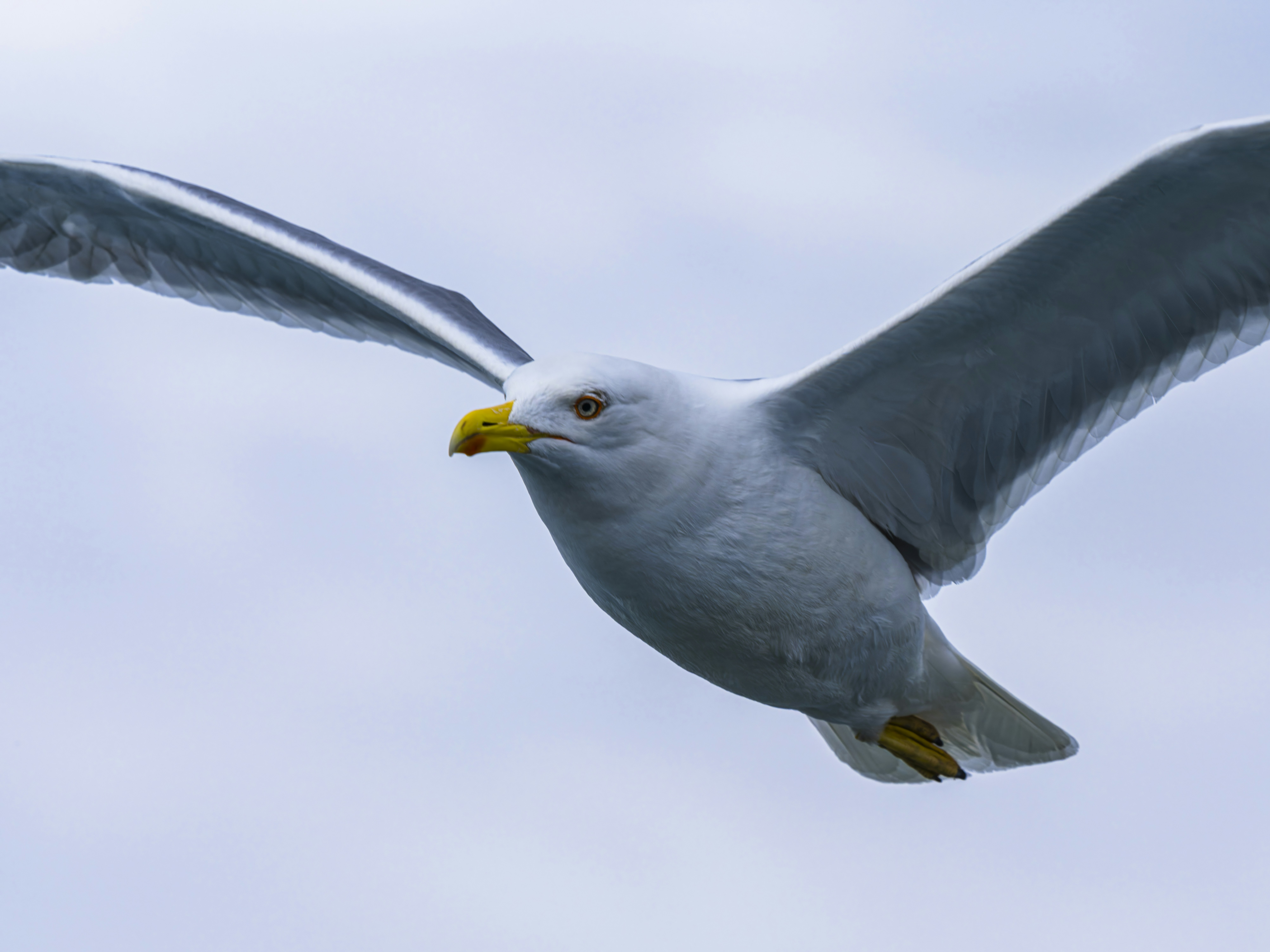 a beautiful seagull flying in the sky
