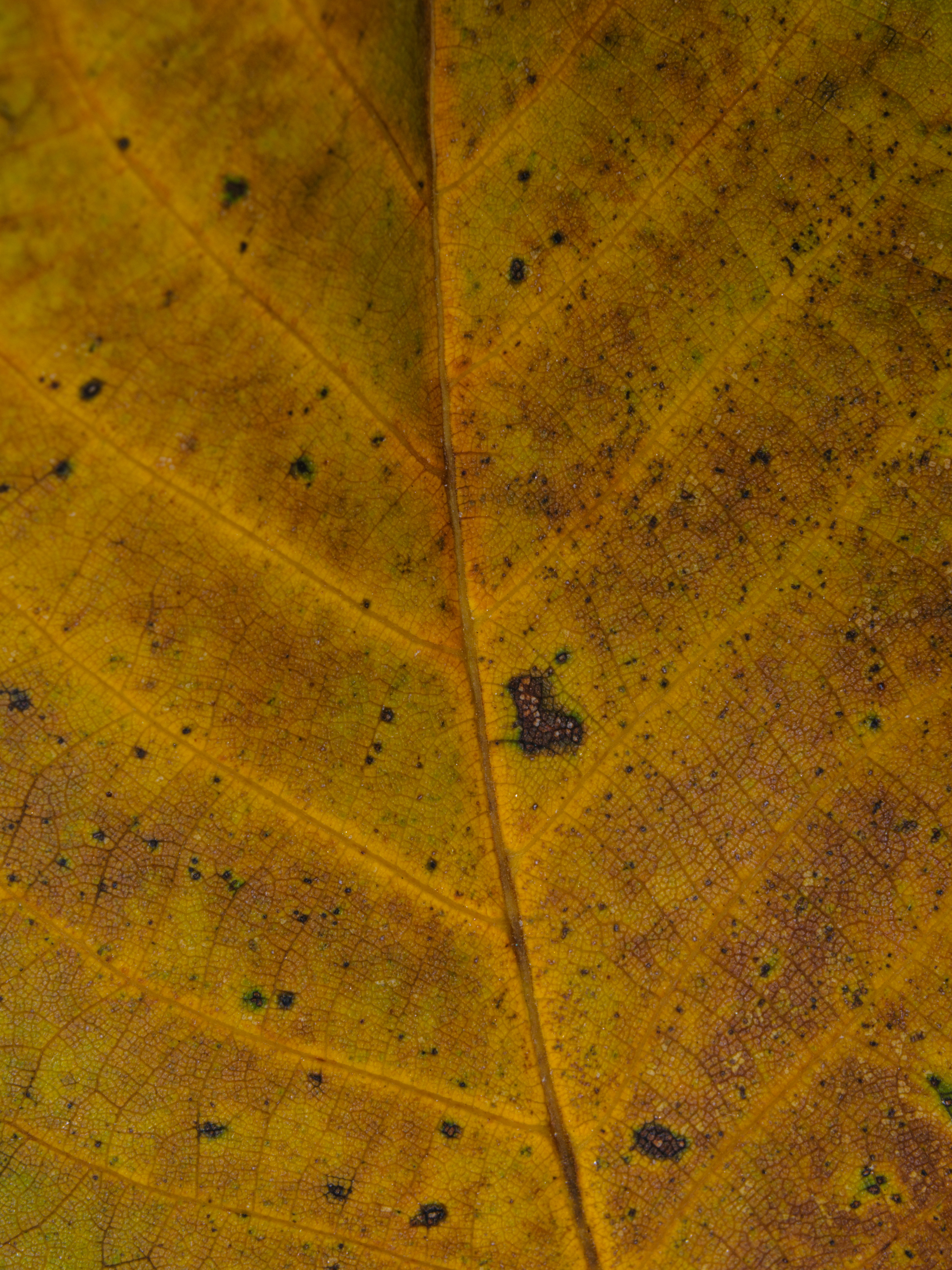 Close-up of a weathered leaf showcasing intricate textures and rich autumnal hues.