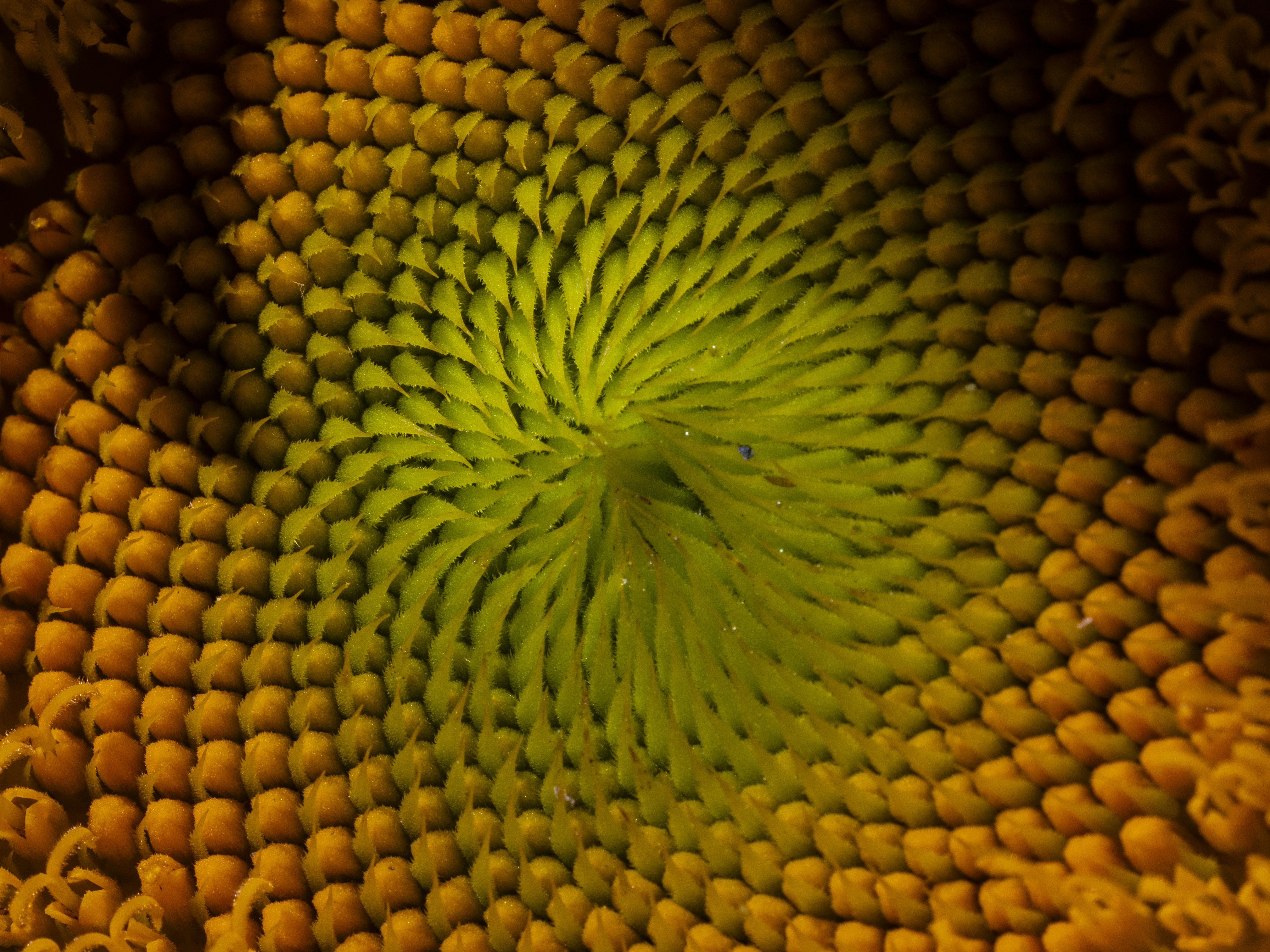 Close-up view of a sunflower's seed pattern, showcasing intricate spirals in vibrant yellow and green hues.