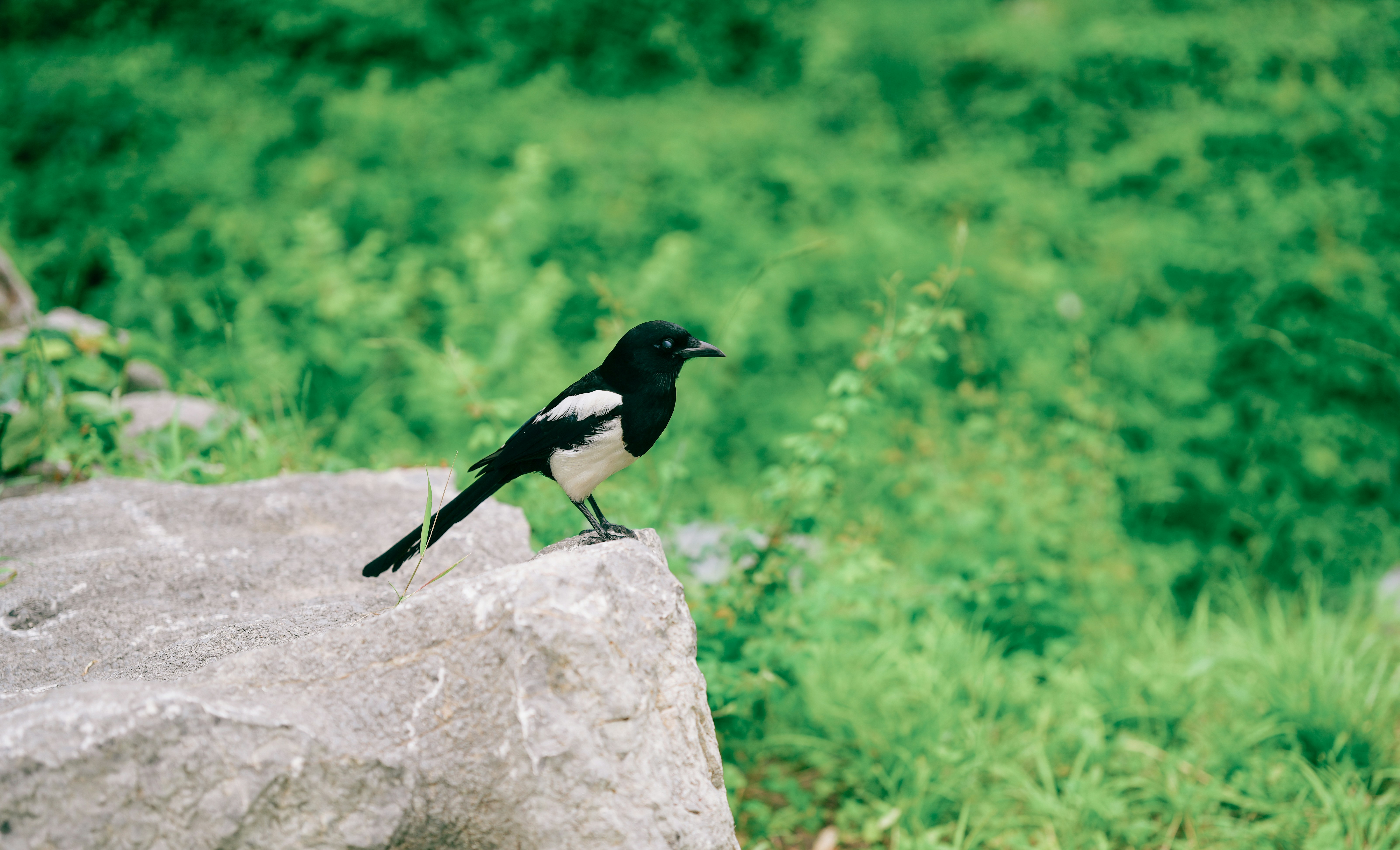 A magpie perches on a stone in the greenery.