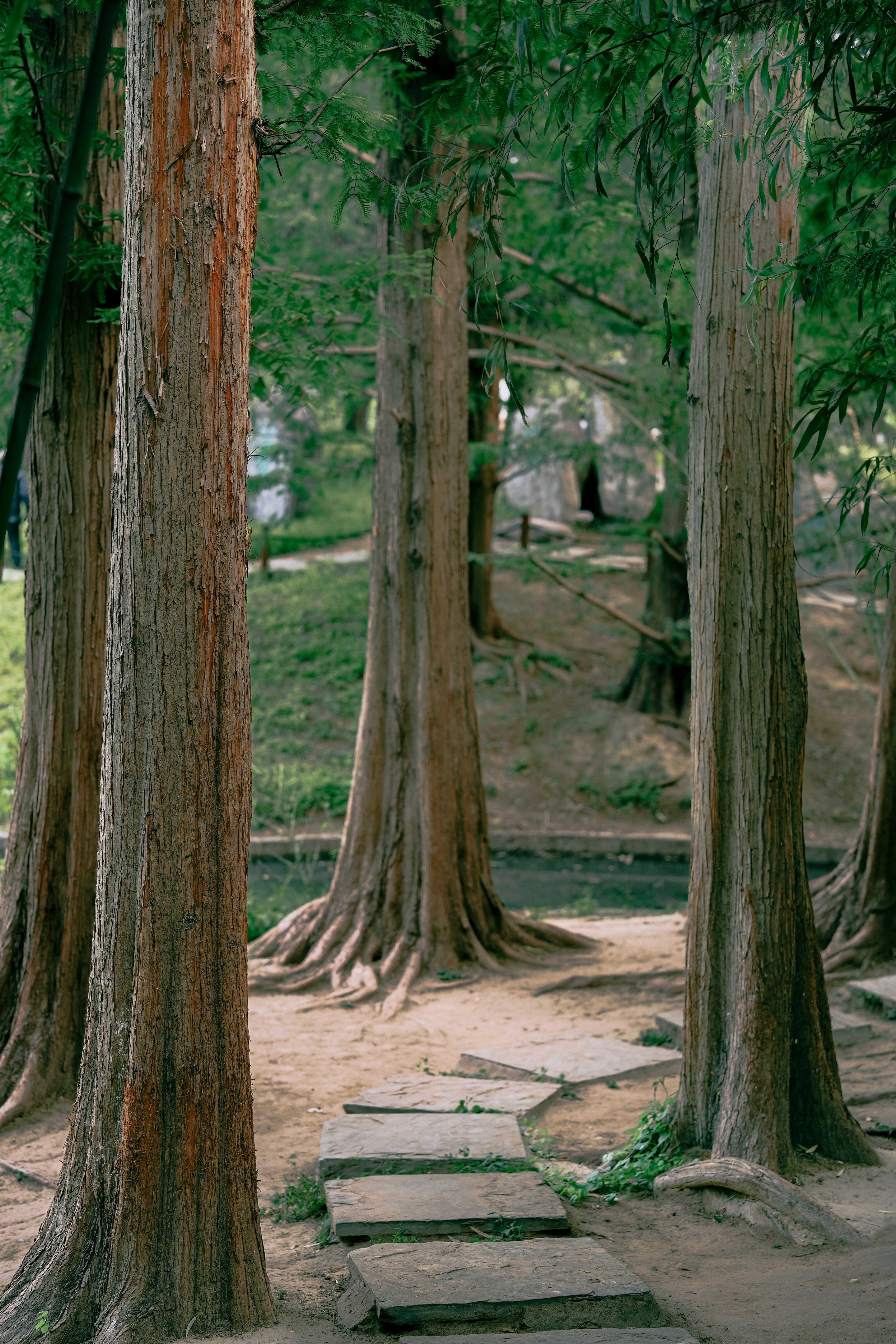 A serene pathway made of stones leads through tall trees in a peaceful forest setting.