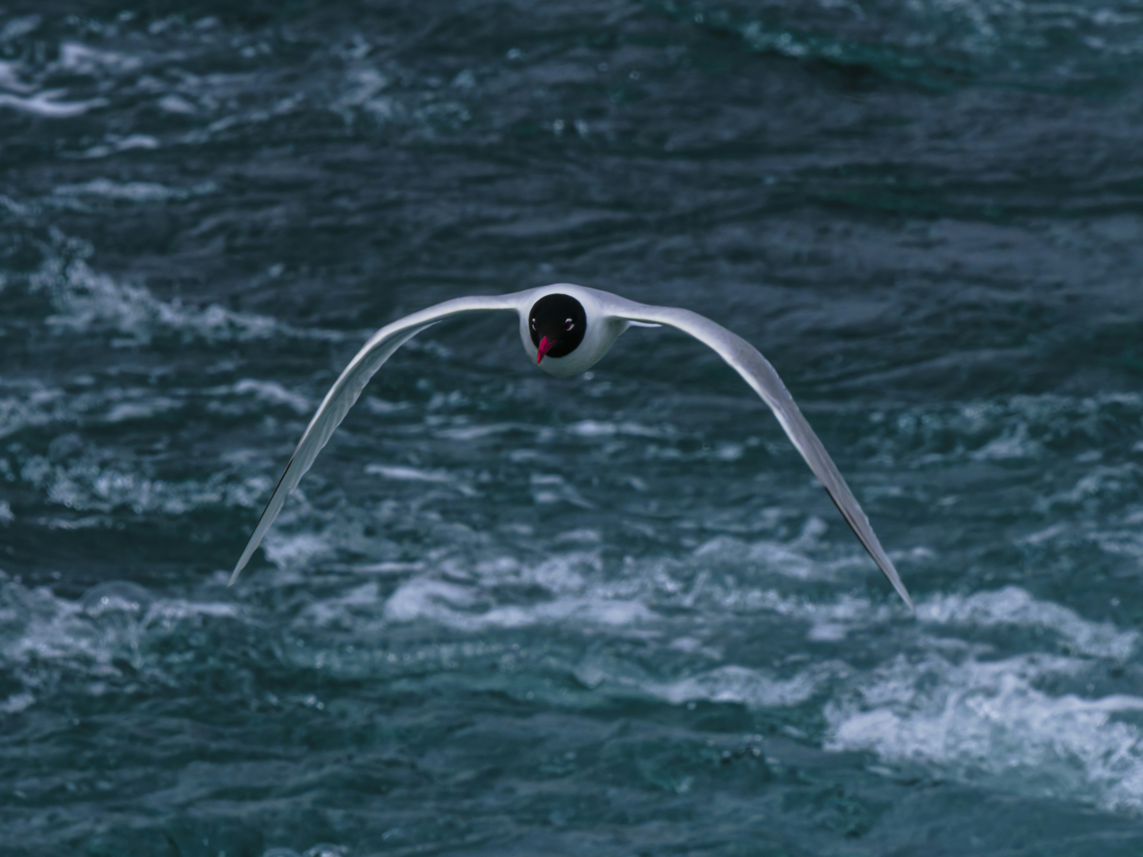 A seagull flies directly towards the viewer. photo – Free Portrait ...