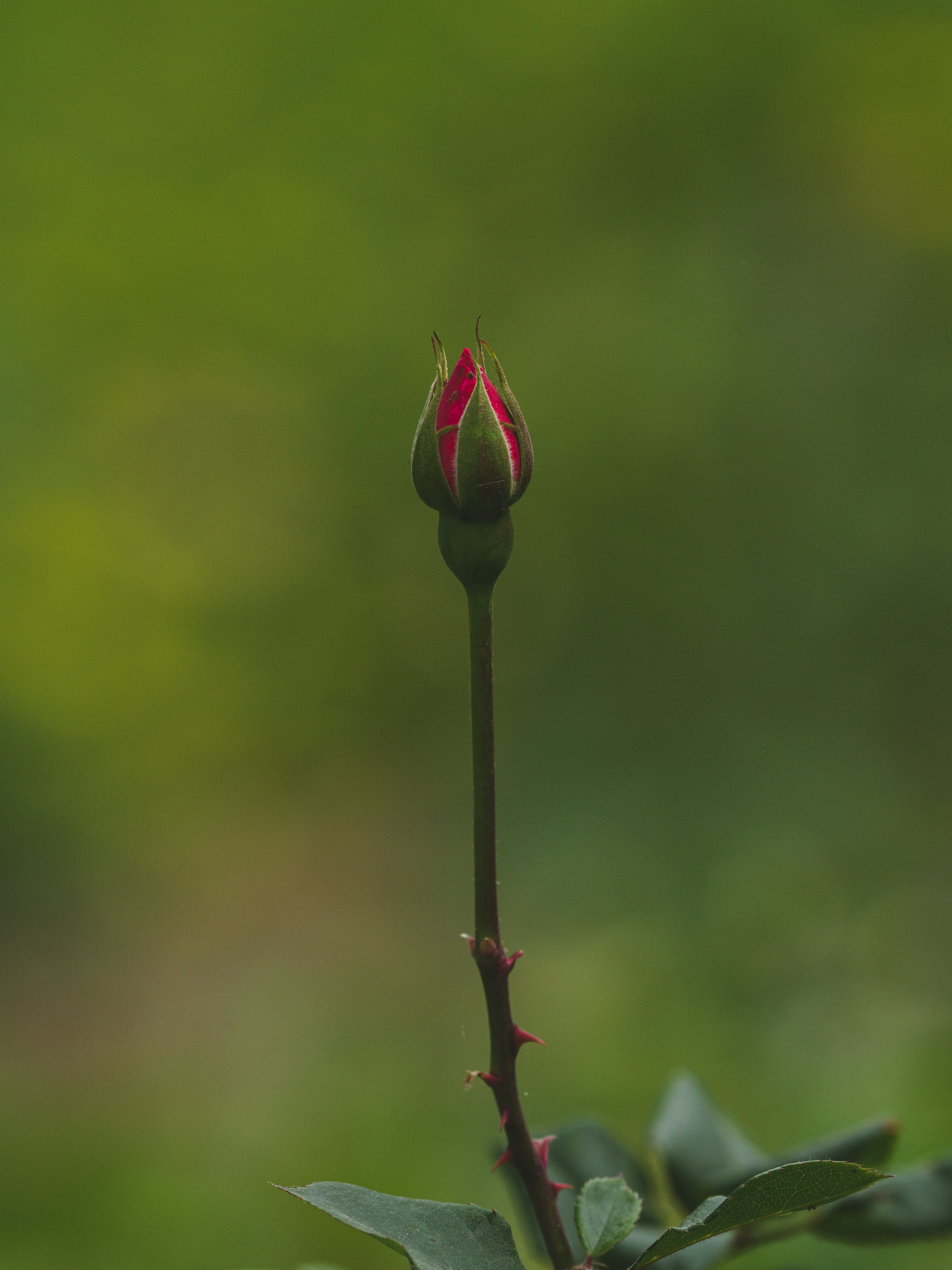 beautiful red rose in the garden