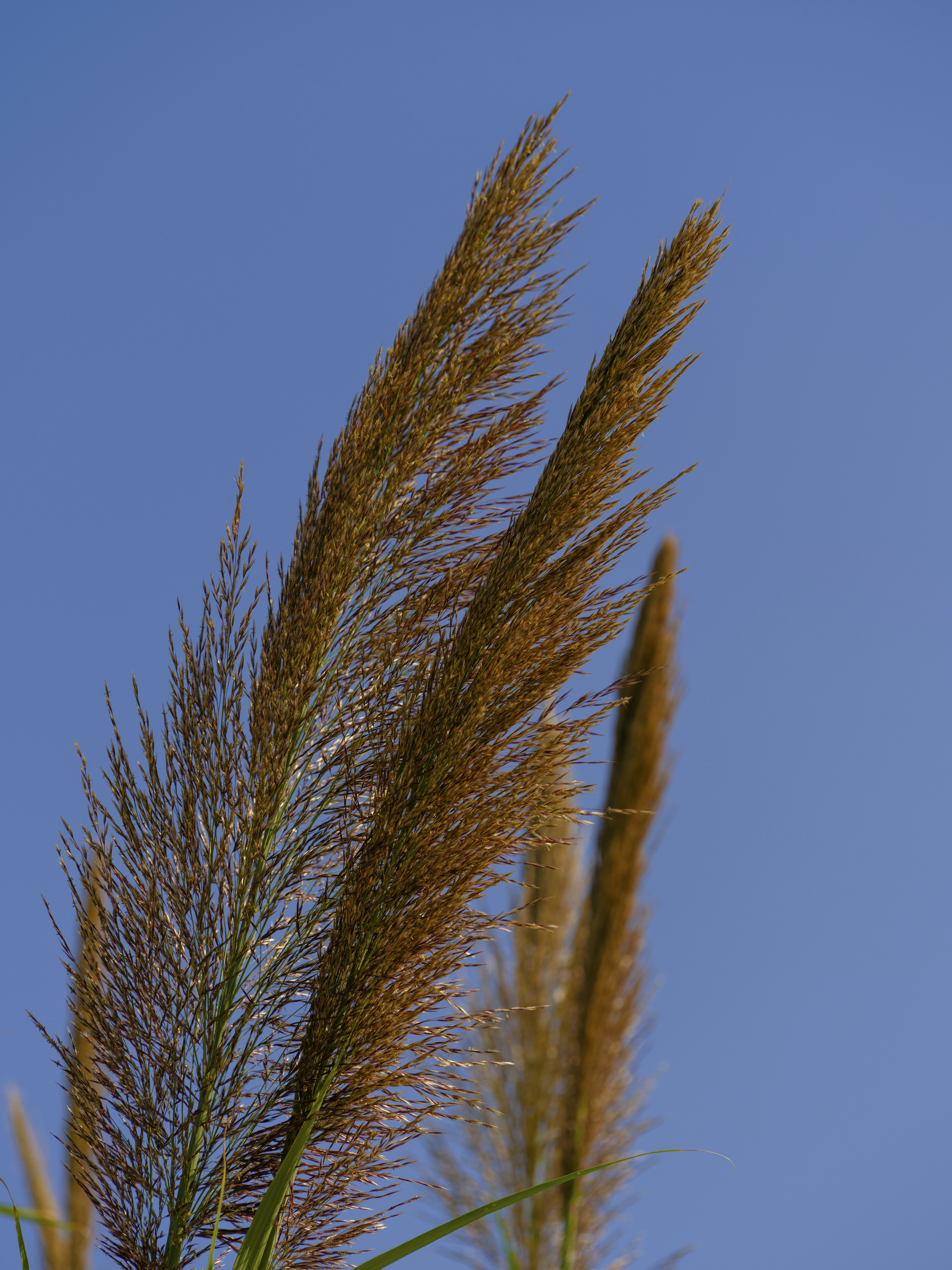 reeds and blue sky | Tall grass reaches towards the blue sky.