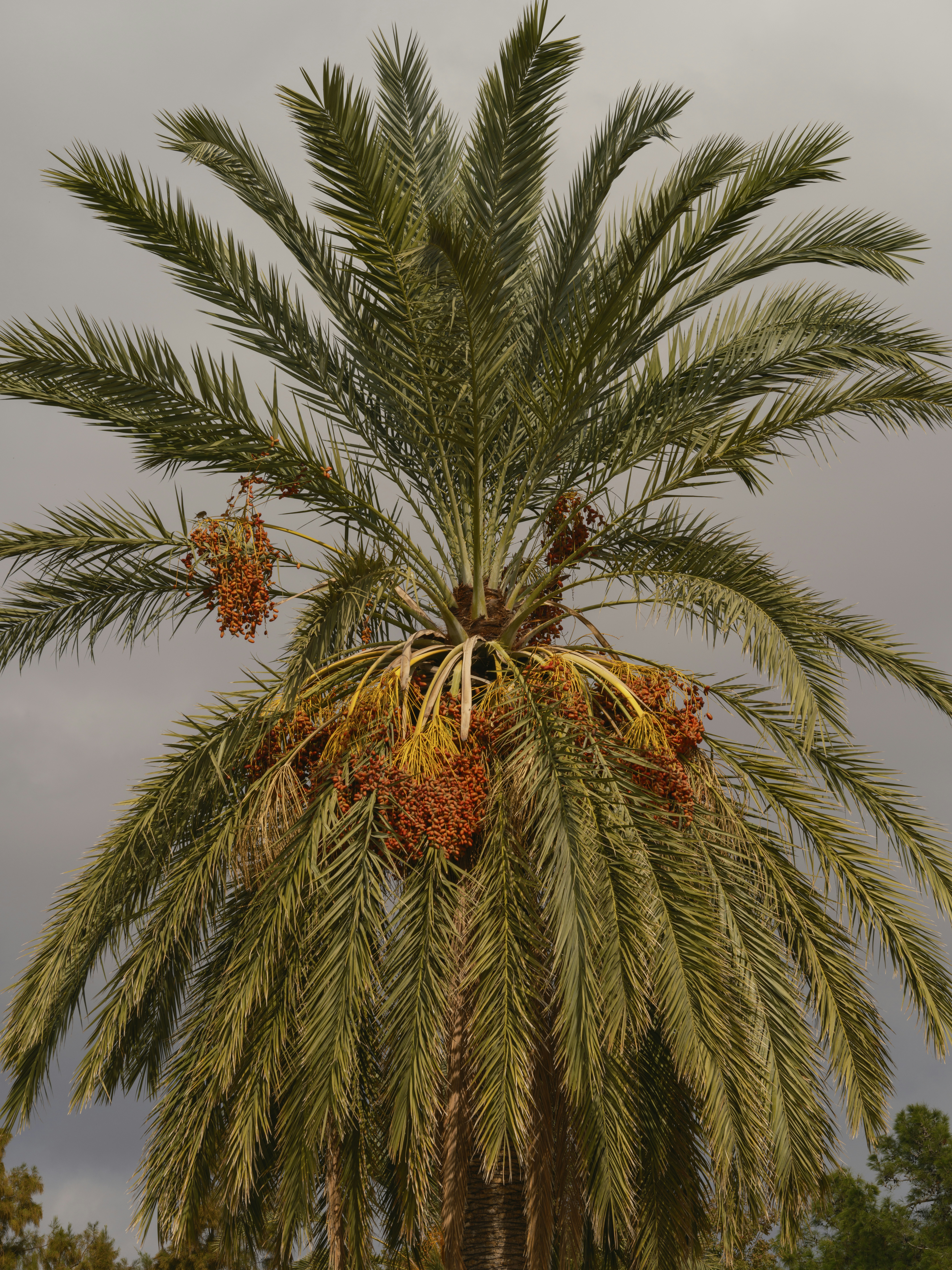 The Fruitful Crown of Nature's Majesty