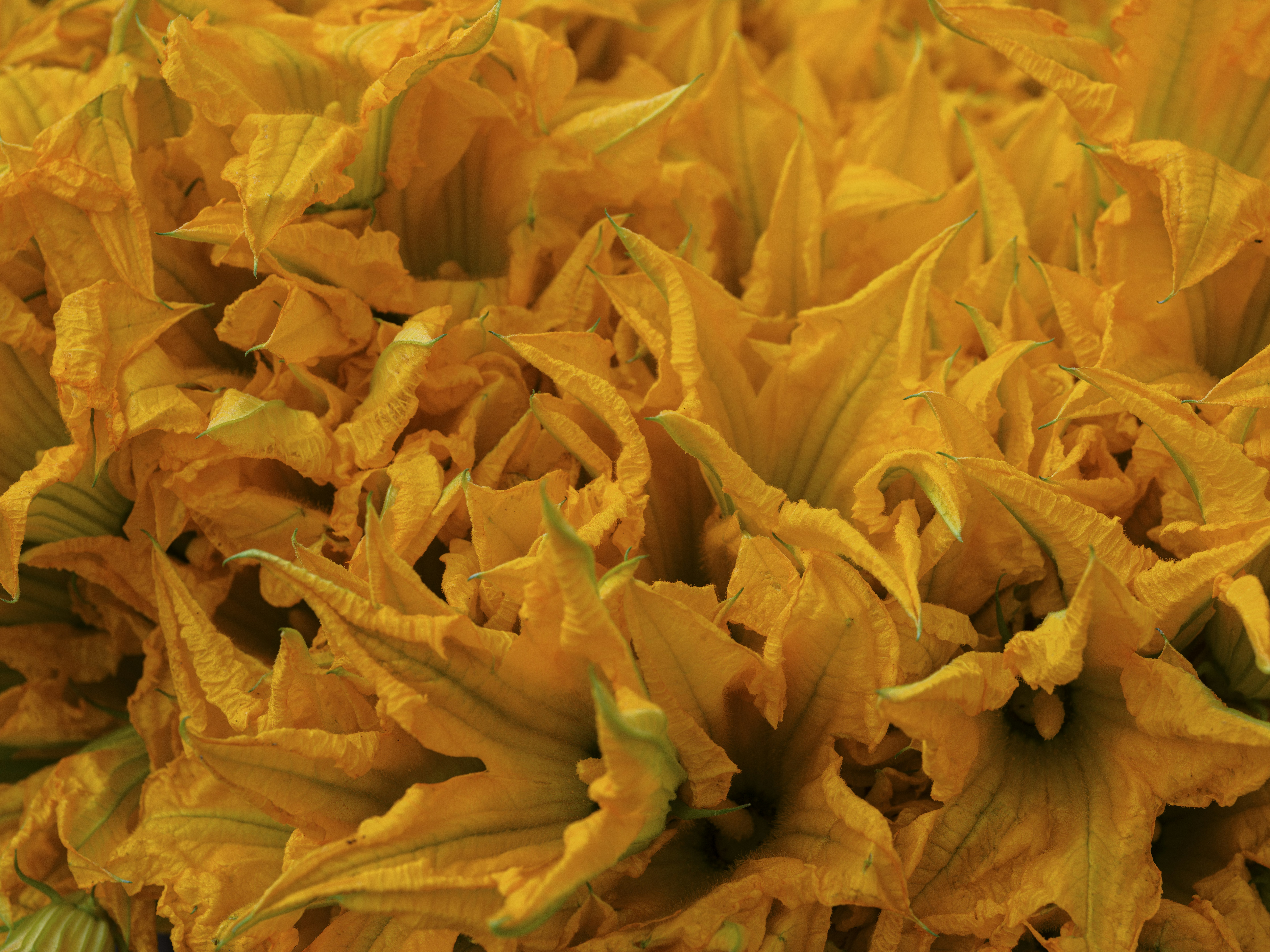 Golden Petals in Abundance