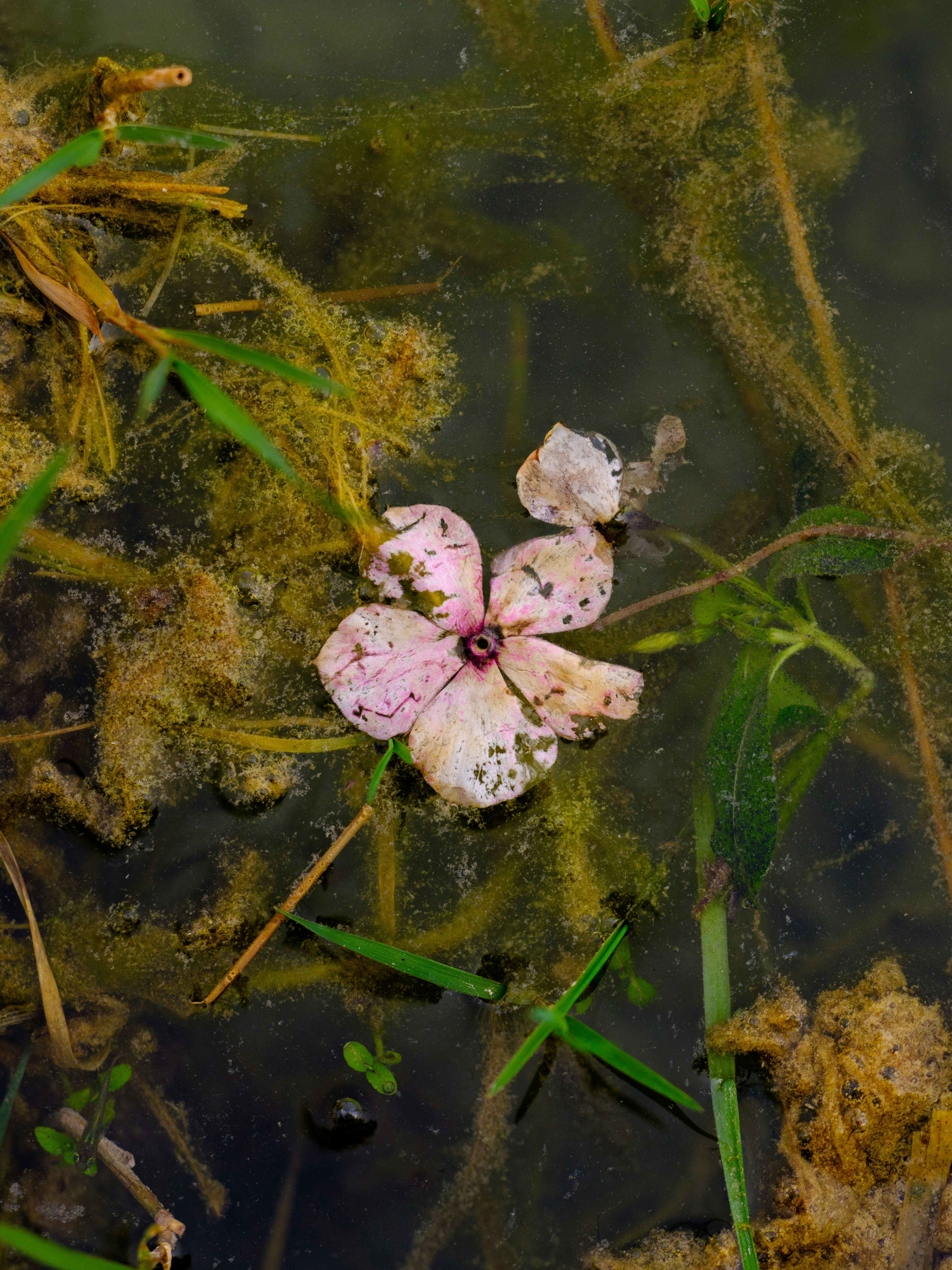 Pink Flower in Murky Water: A Quiet Moment Under algae and Grass