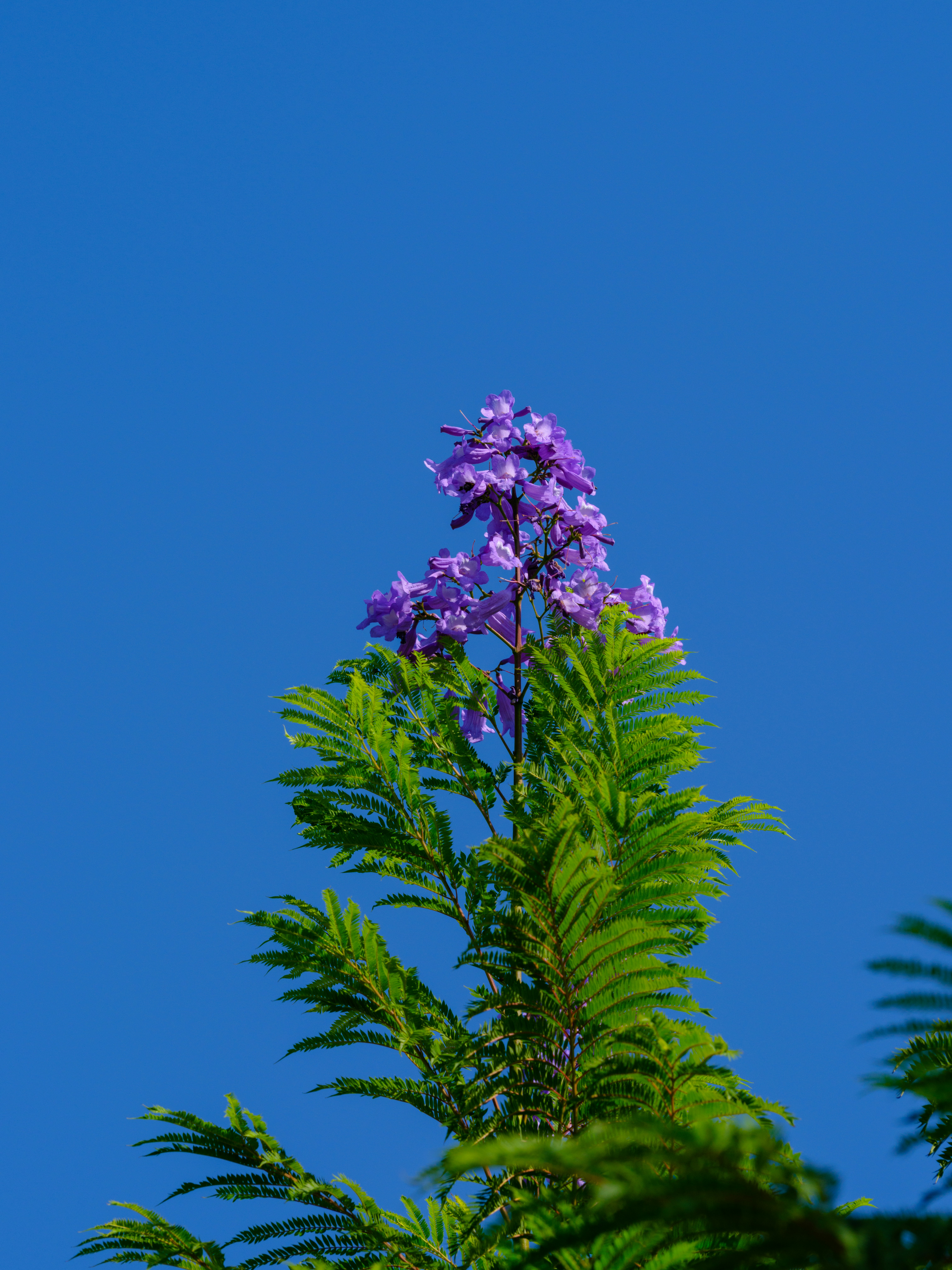 Violet Torch Rising Over a Cobalt Sky