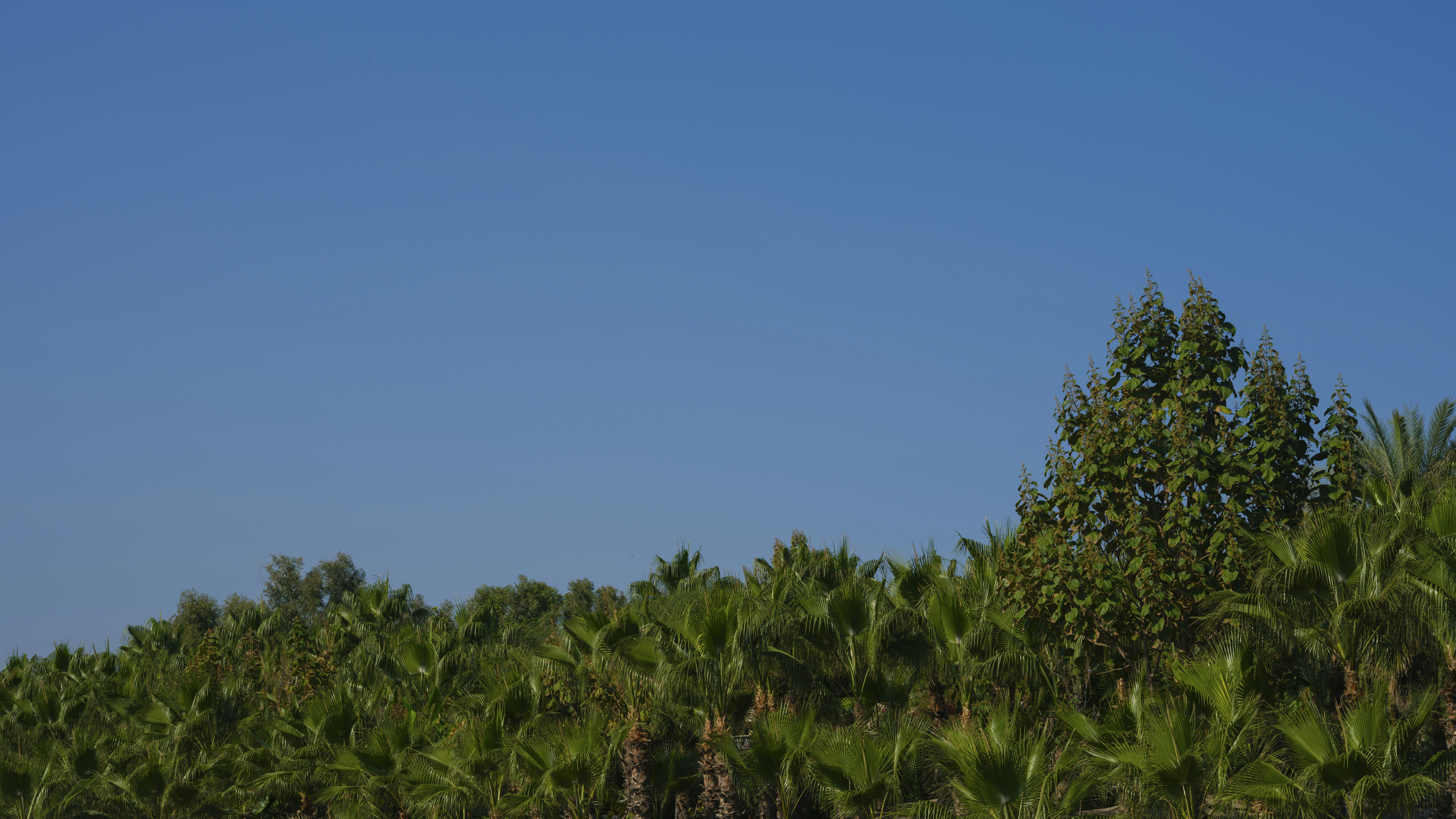 Lush palm trees stretch across the landscape, contrasted against a vibrant blue sky.