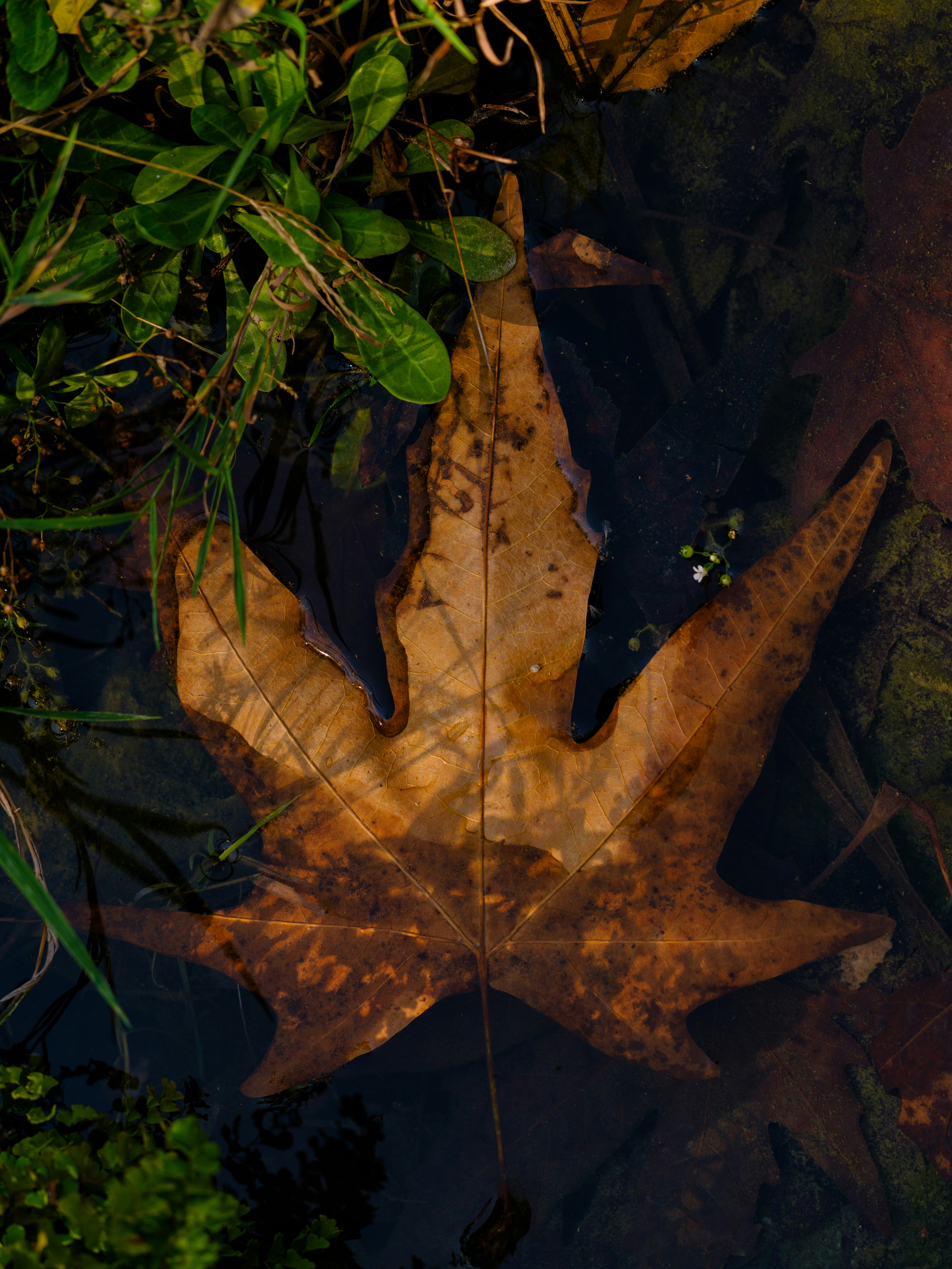 Whispers of Autumn Beneath the Surface