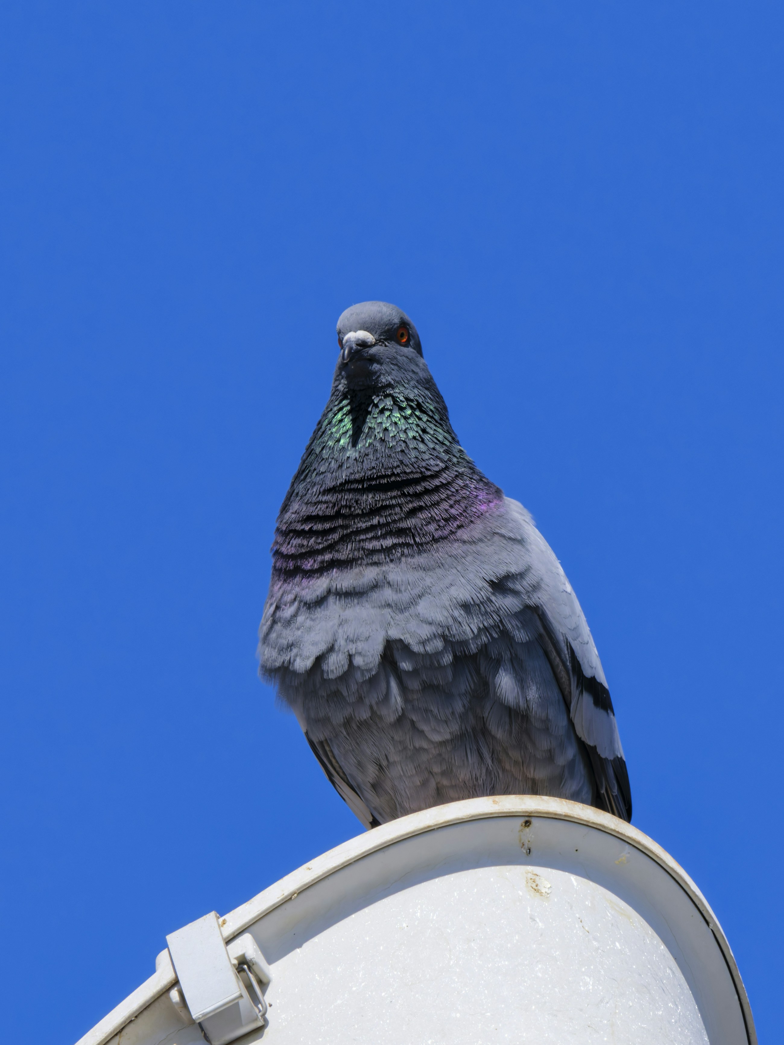 Azure Summit: Pigeon Perched on a Streetlamp Against a Pristine Blue Sky
