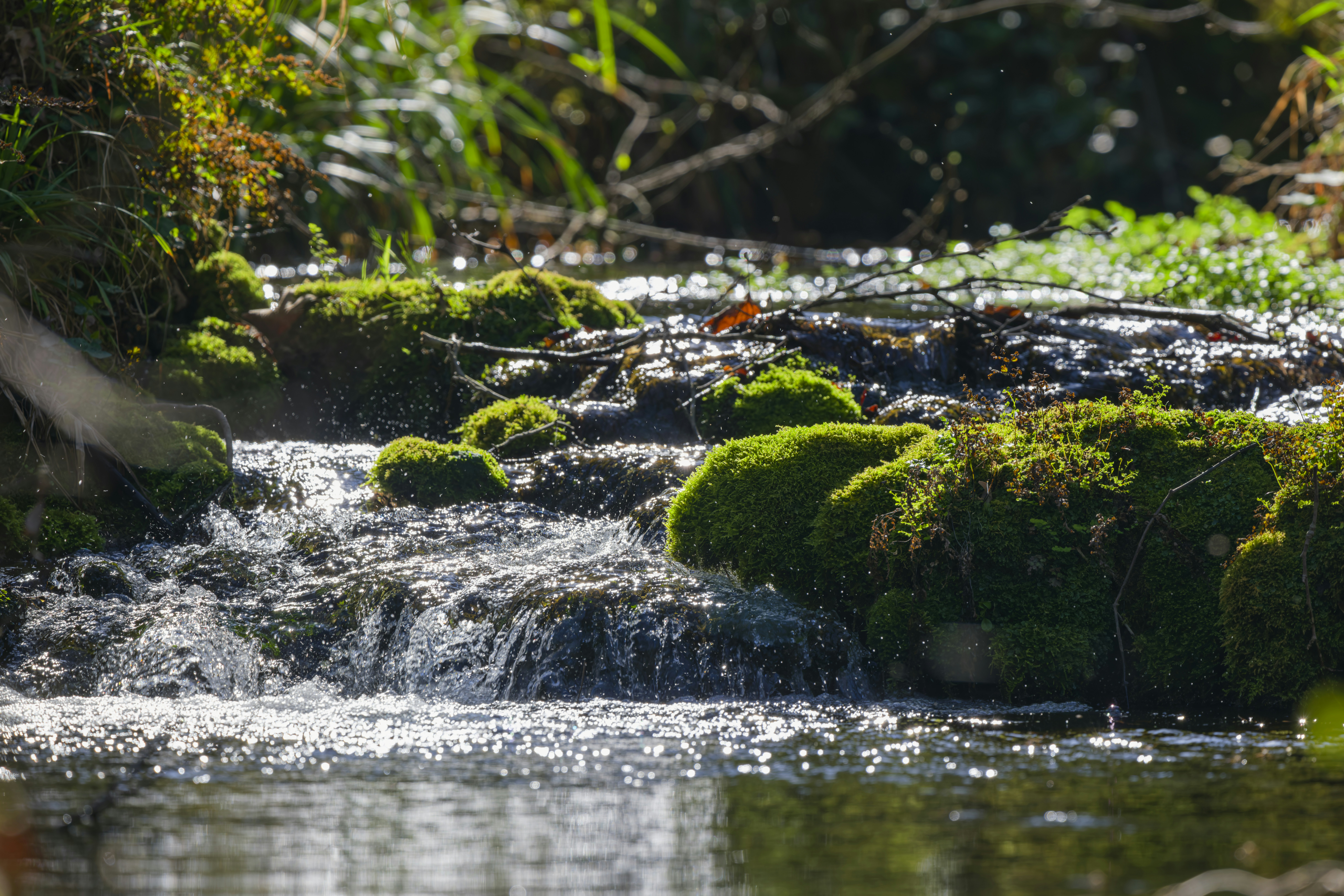 A flowing stream with moss-covered rocks. photo – Free Forest Image on ...