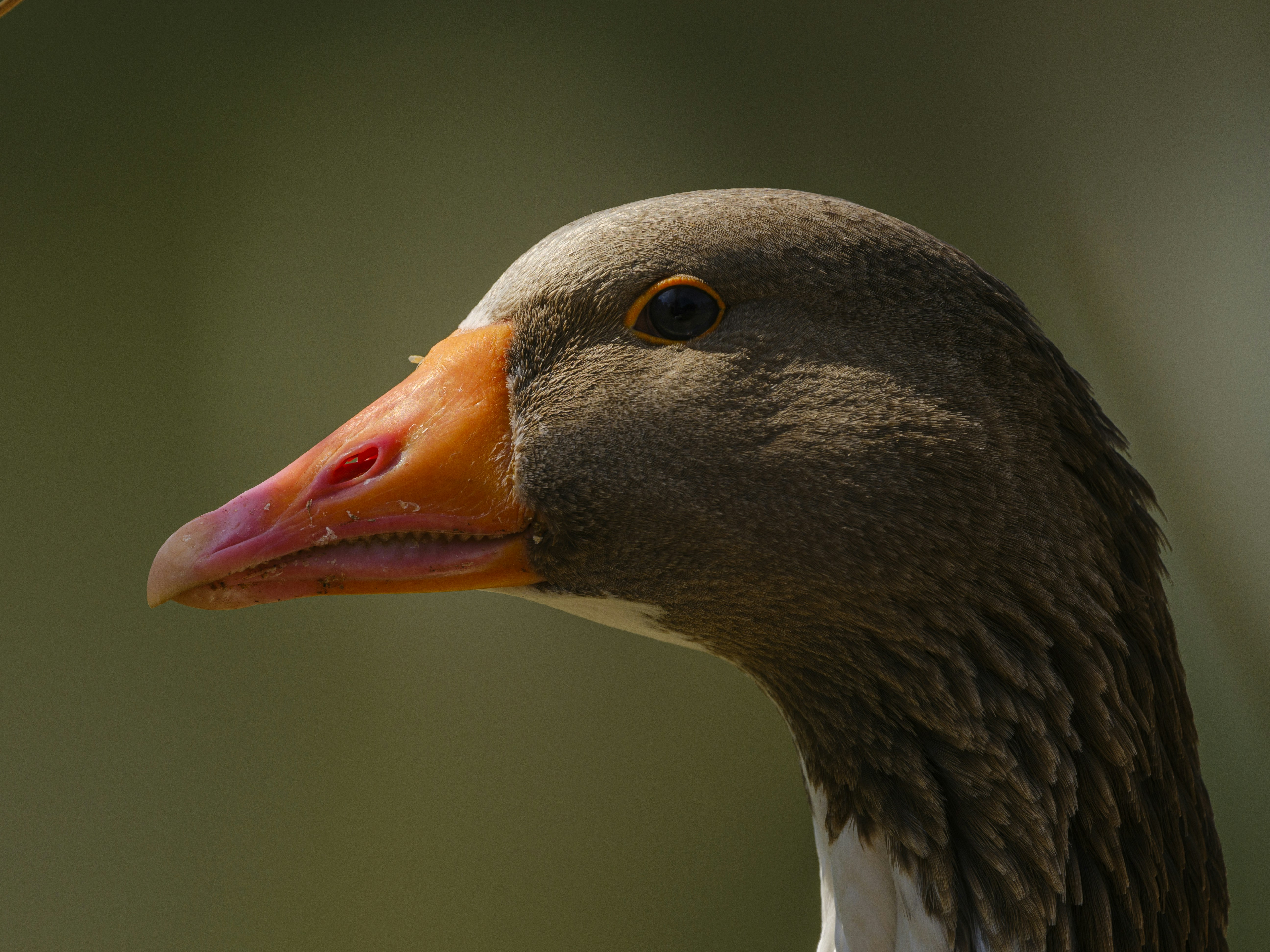 a cute goose in the nature