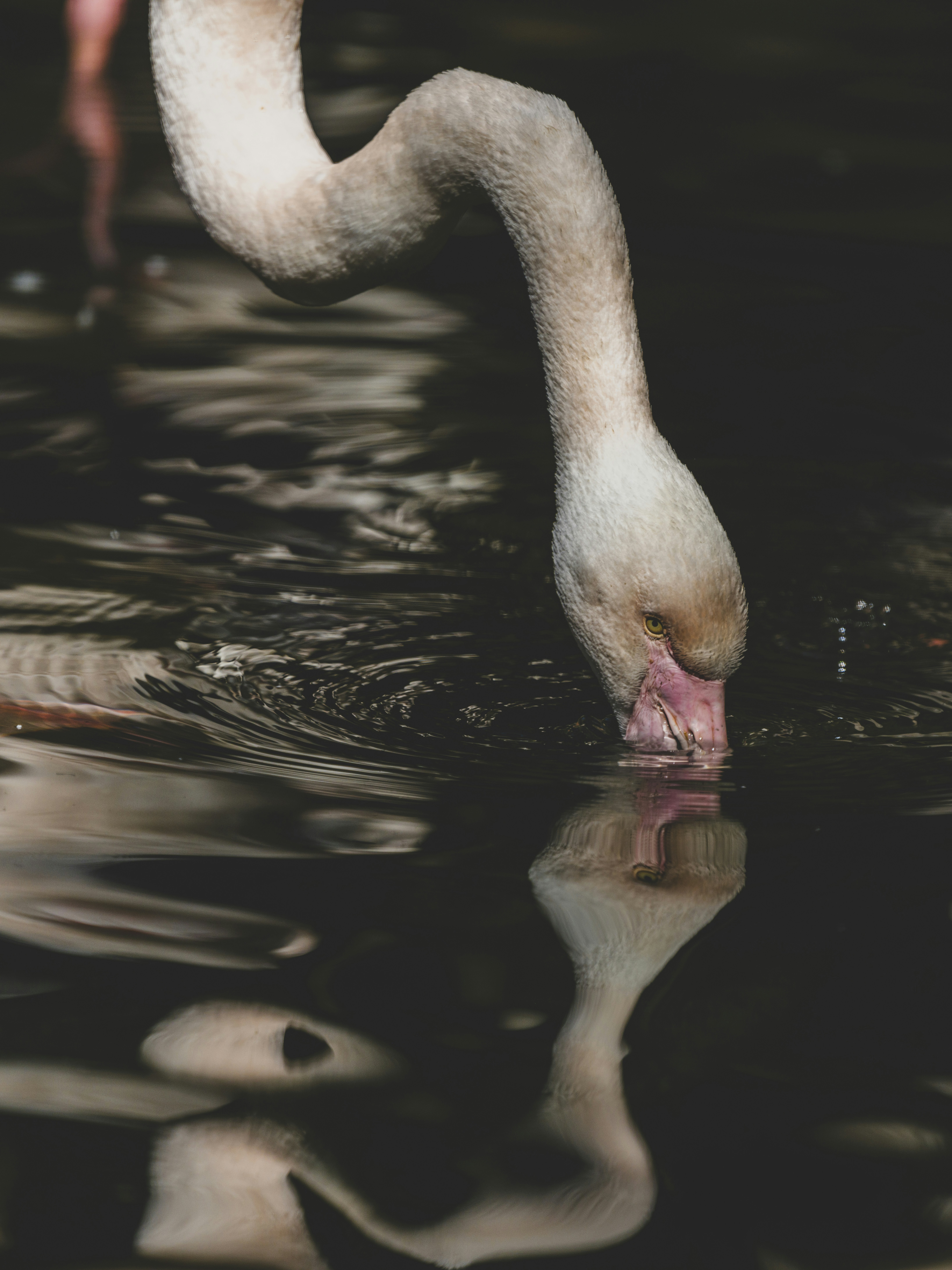 Velvet Reflections: Flamingo Feeds in Quiet Water