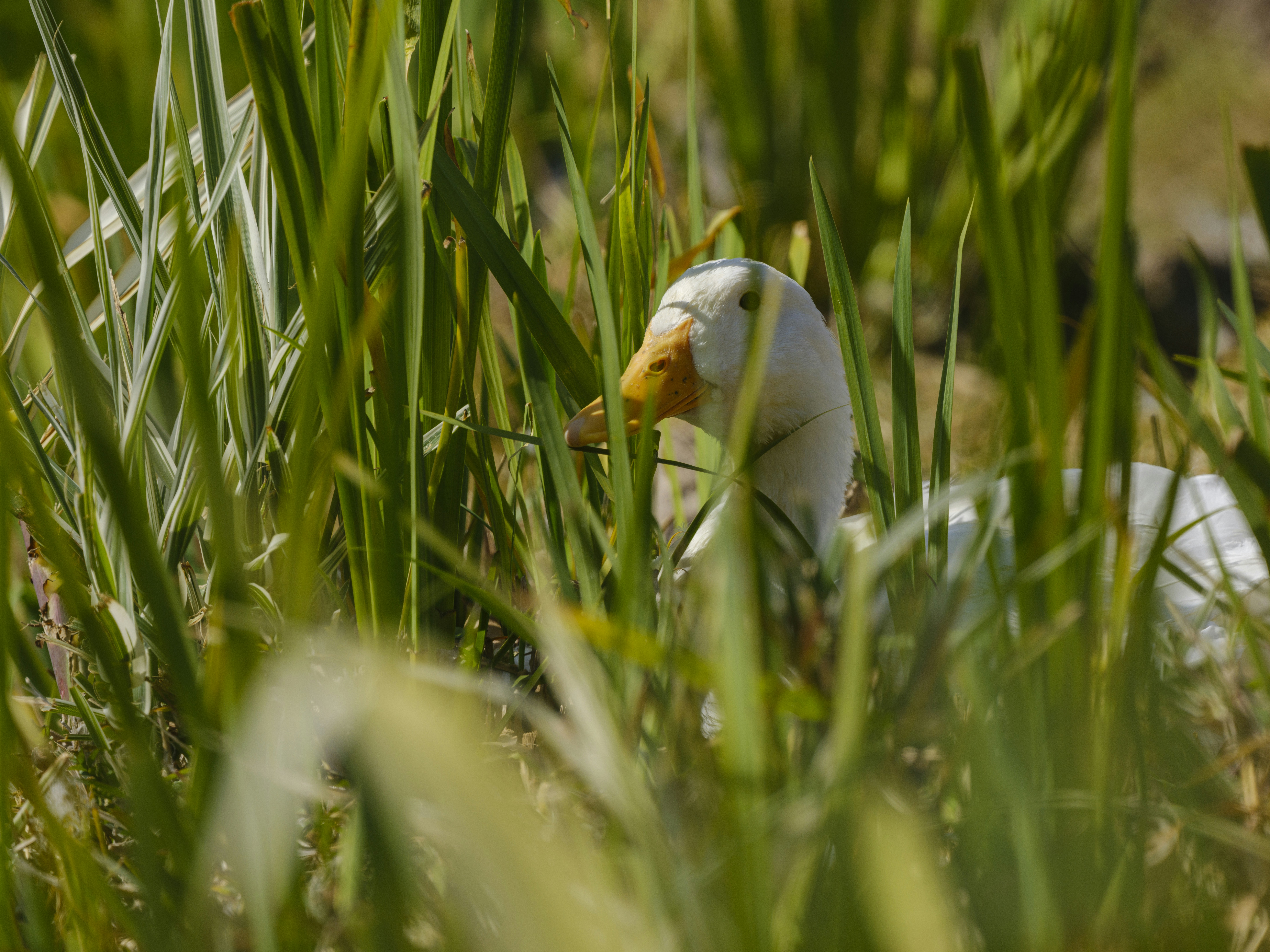 Veiled in Green: A white duck peers through marsh reeds