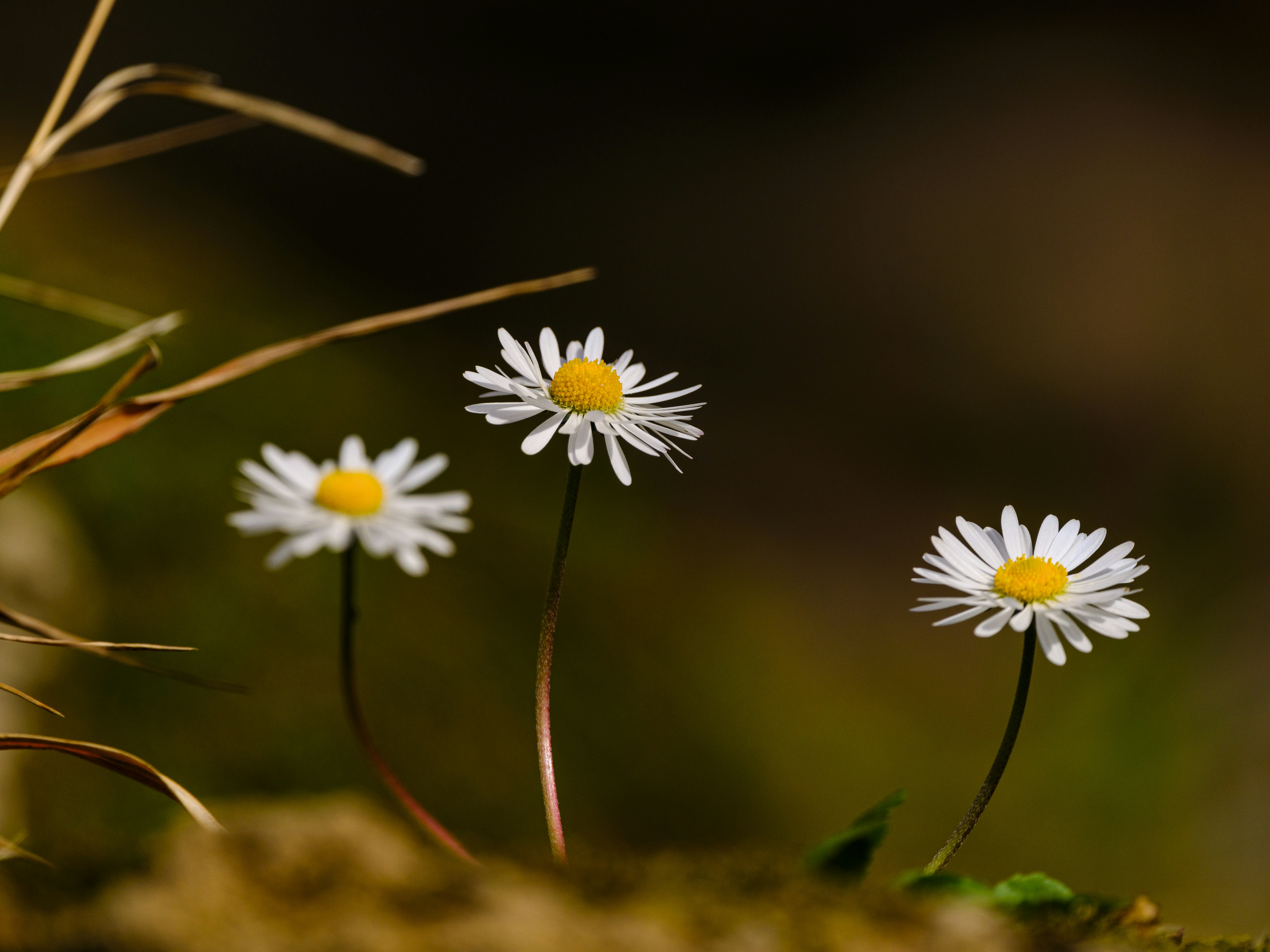 Daisy Trio in a Velvet Sunlit Field