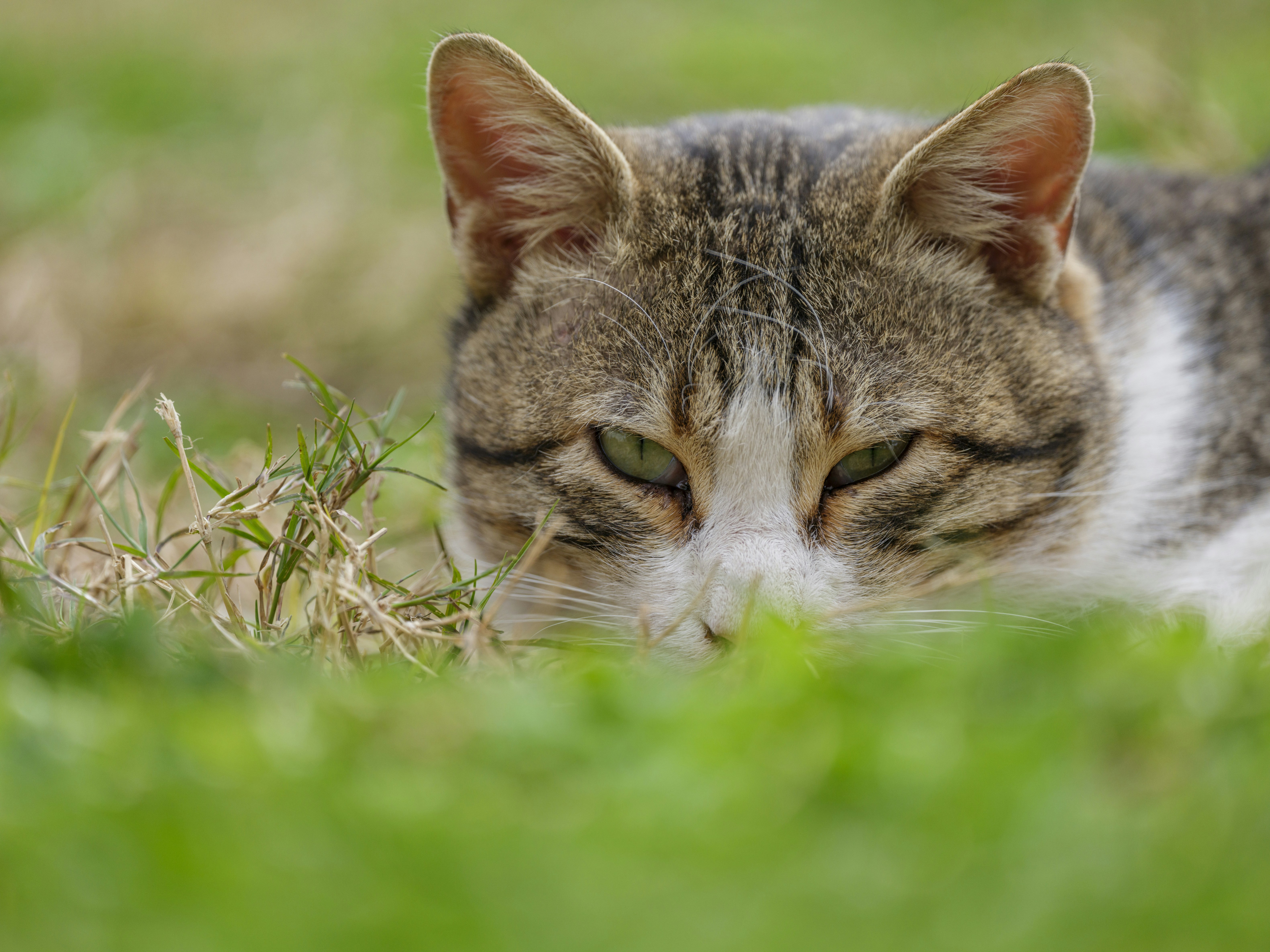 cute tabby cat portrait