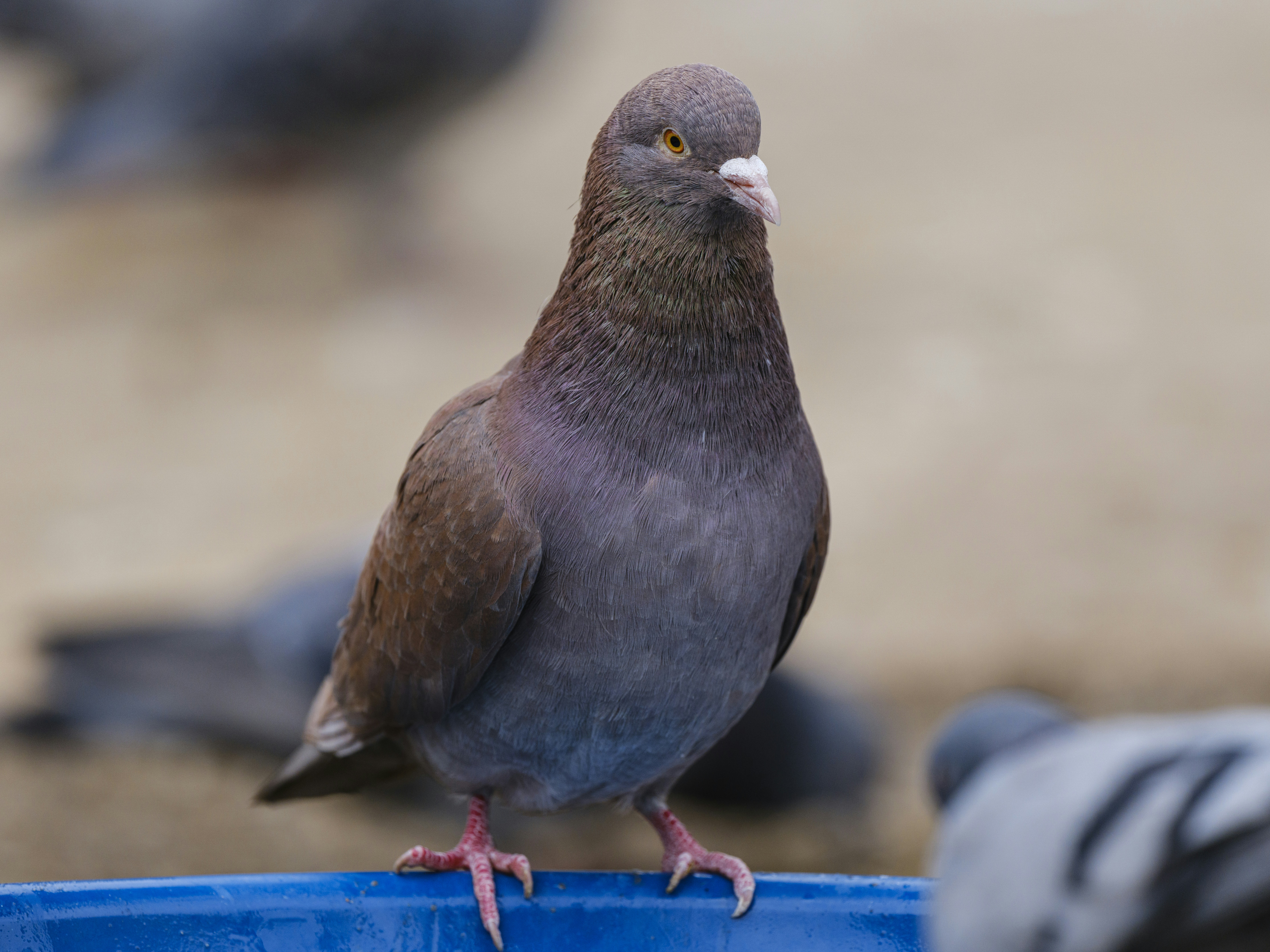 Urban Pigeon Portrait Beneath Gentle Background Blur