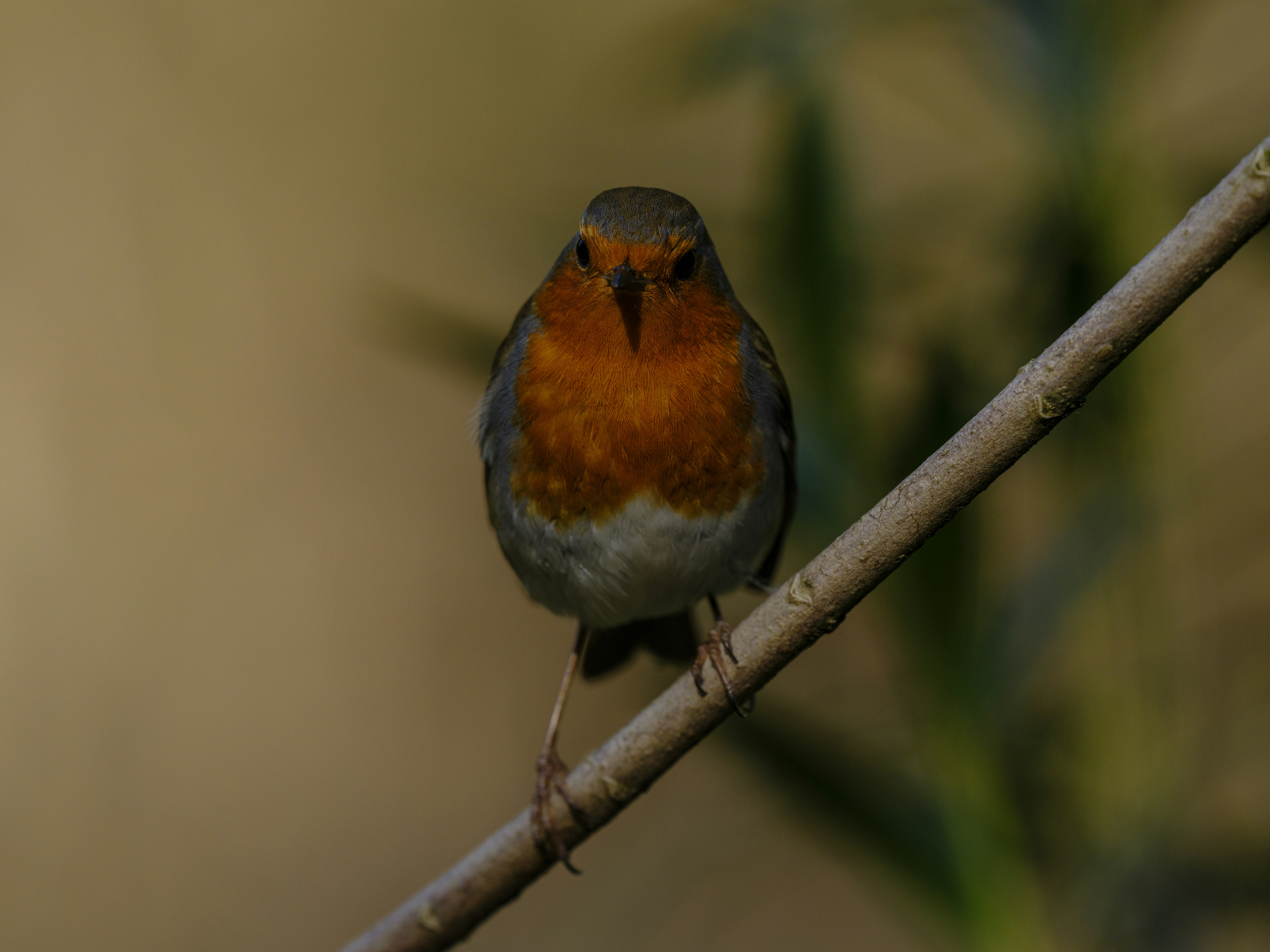 A robin perched on a slender branch, surveying its surroundings with keen attention. The soft background highlights the bird's vibrant plumage.