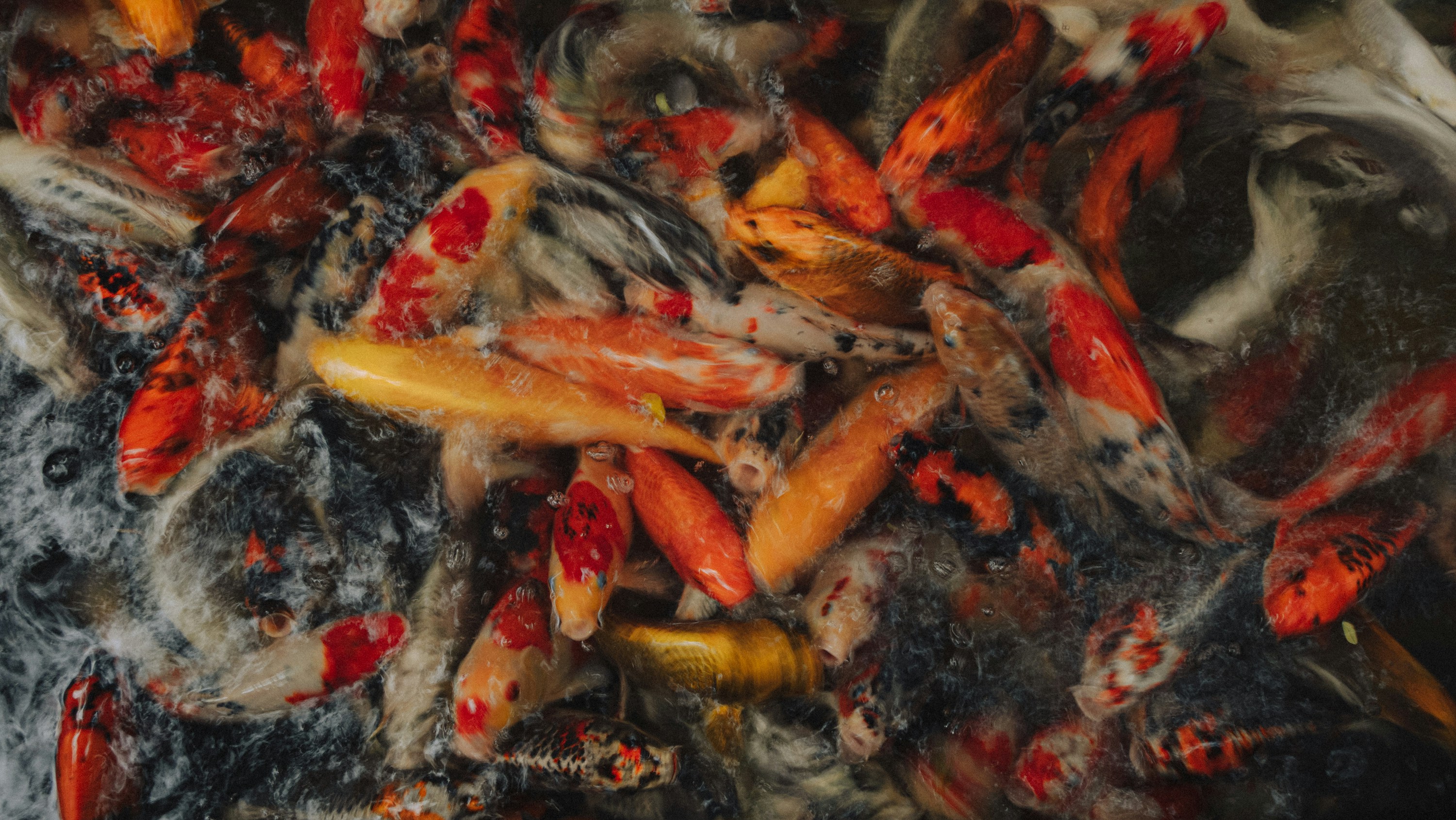 Koi fish swim together in the water. photo – Free Wallpaper Image on ...