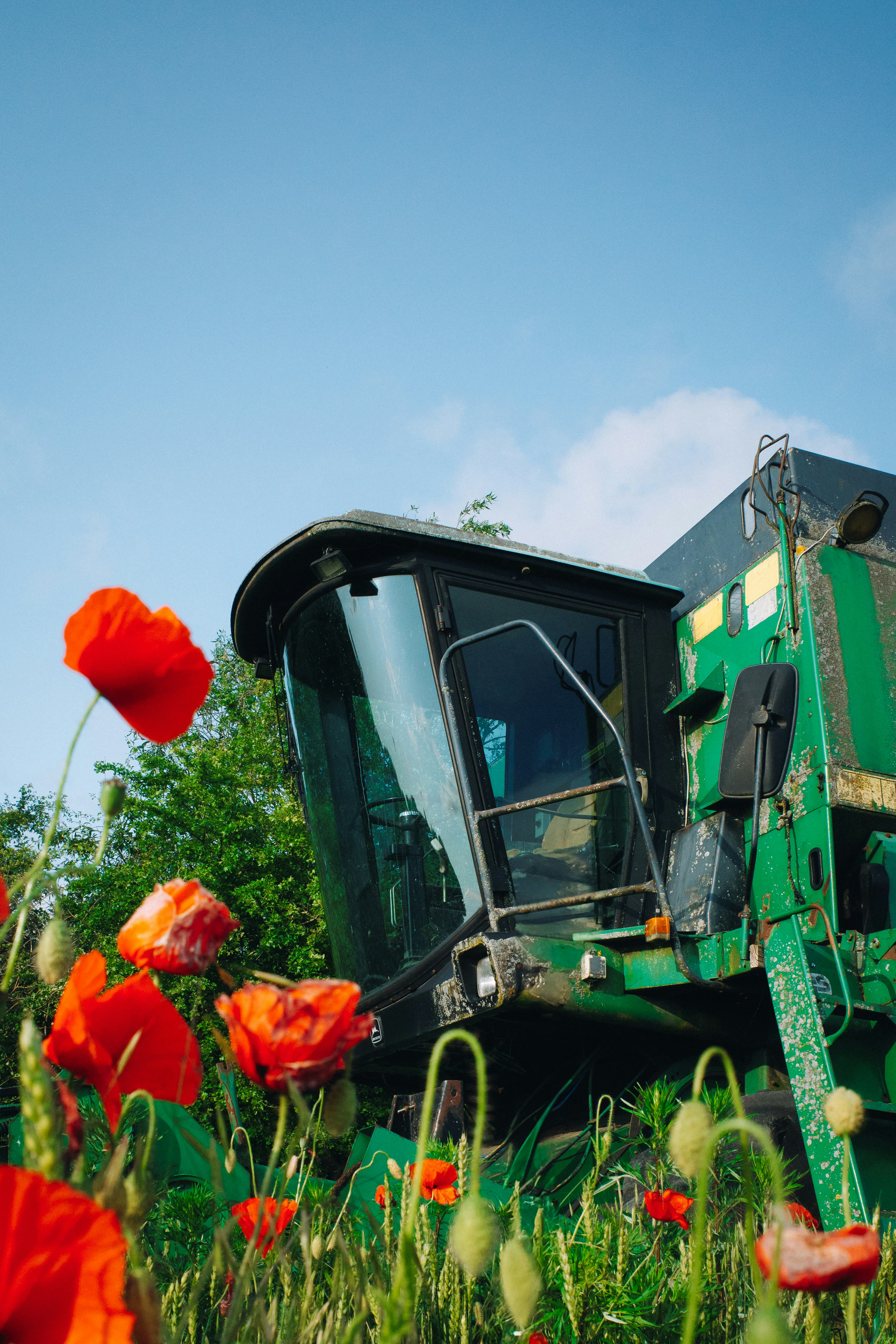 Harvester in a Sea of Poppies Under a Cerulean Sky