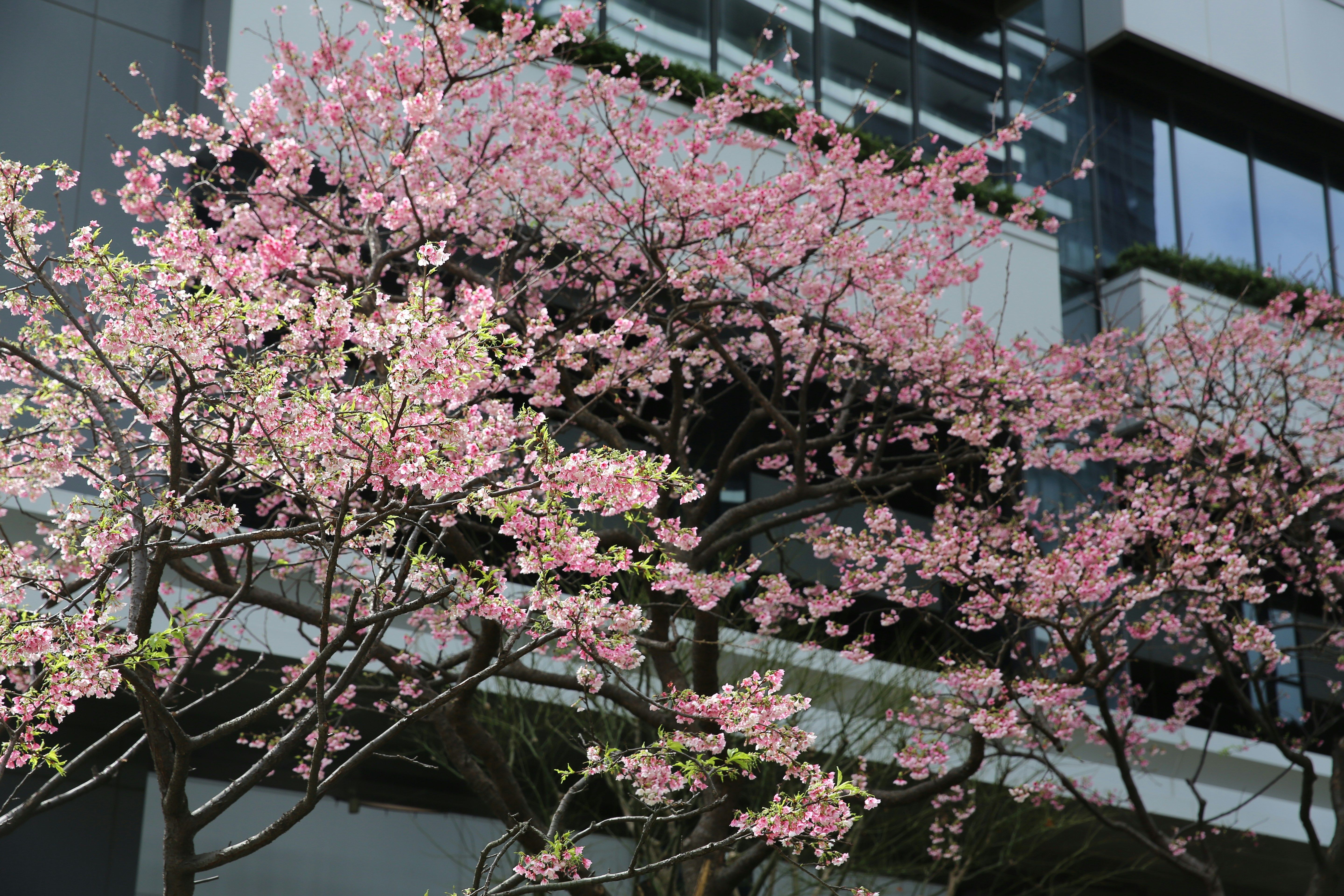 Urban Bloom: Pink Sakura Drapes the Glass Facade