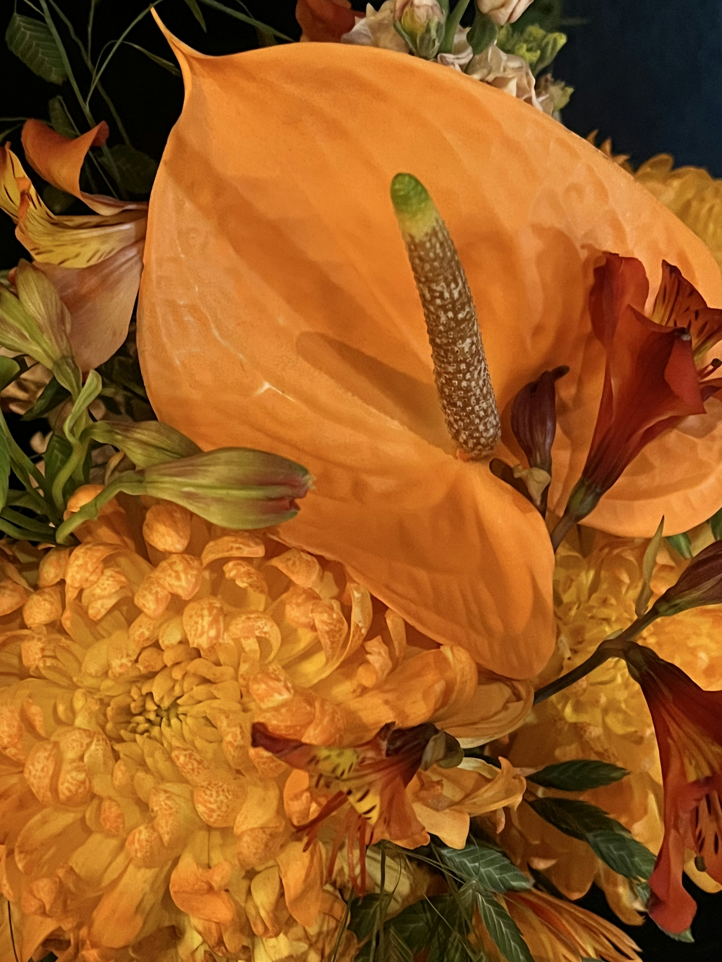 Inferno in Bloom: macro portrait of sun-bright orange chrysanthemums