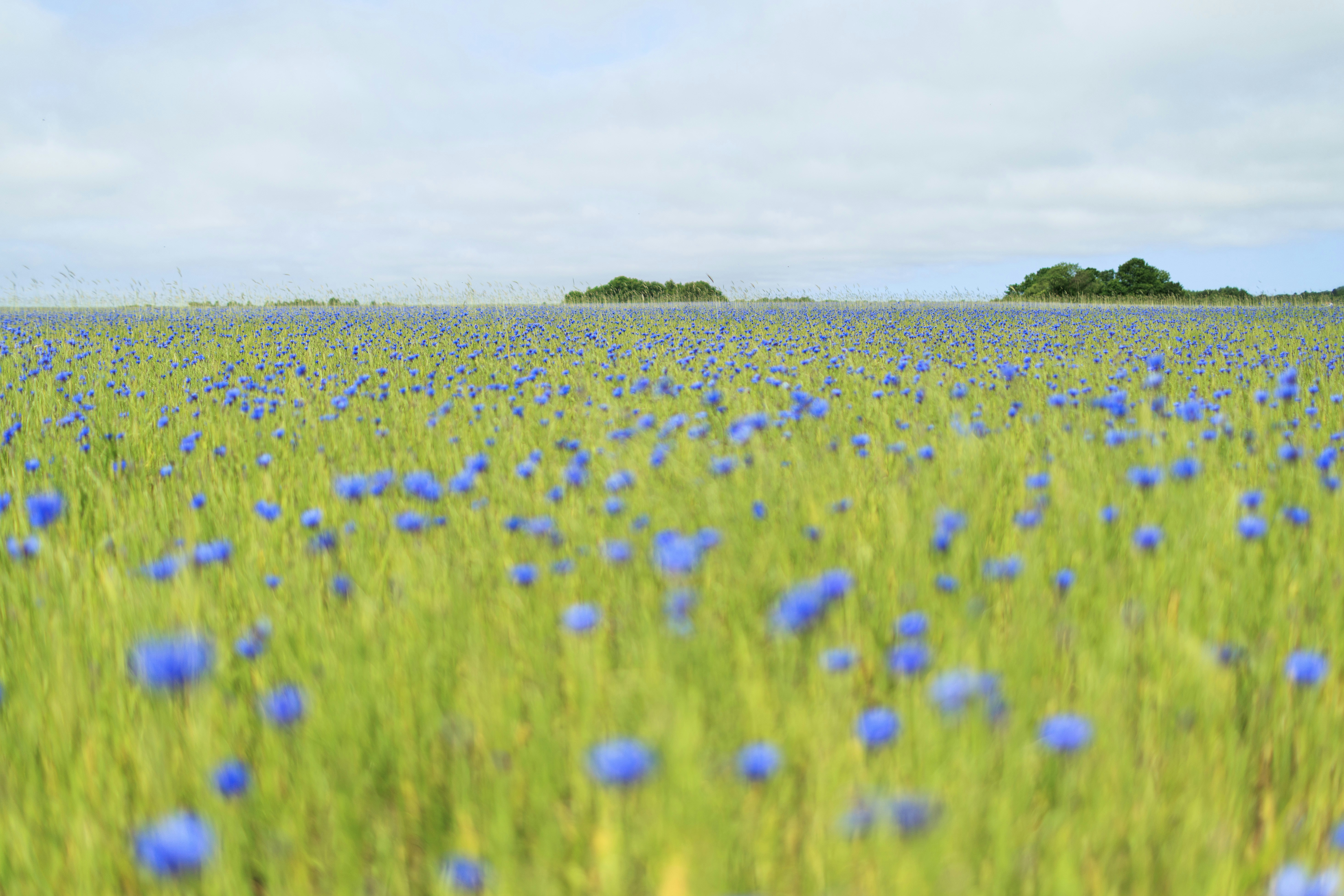 A Sea of Cornflower Blue: Blooming Field Reaches the Horizon
