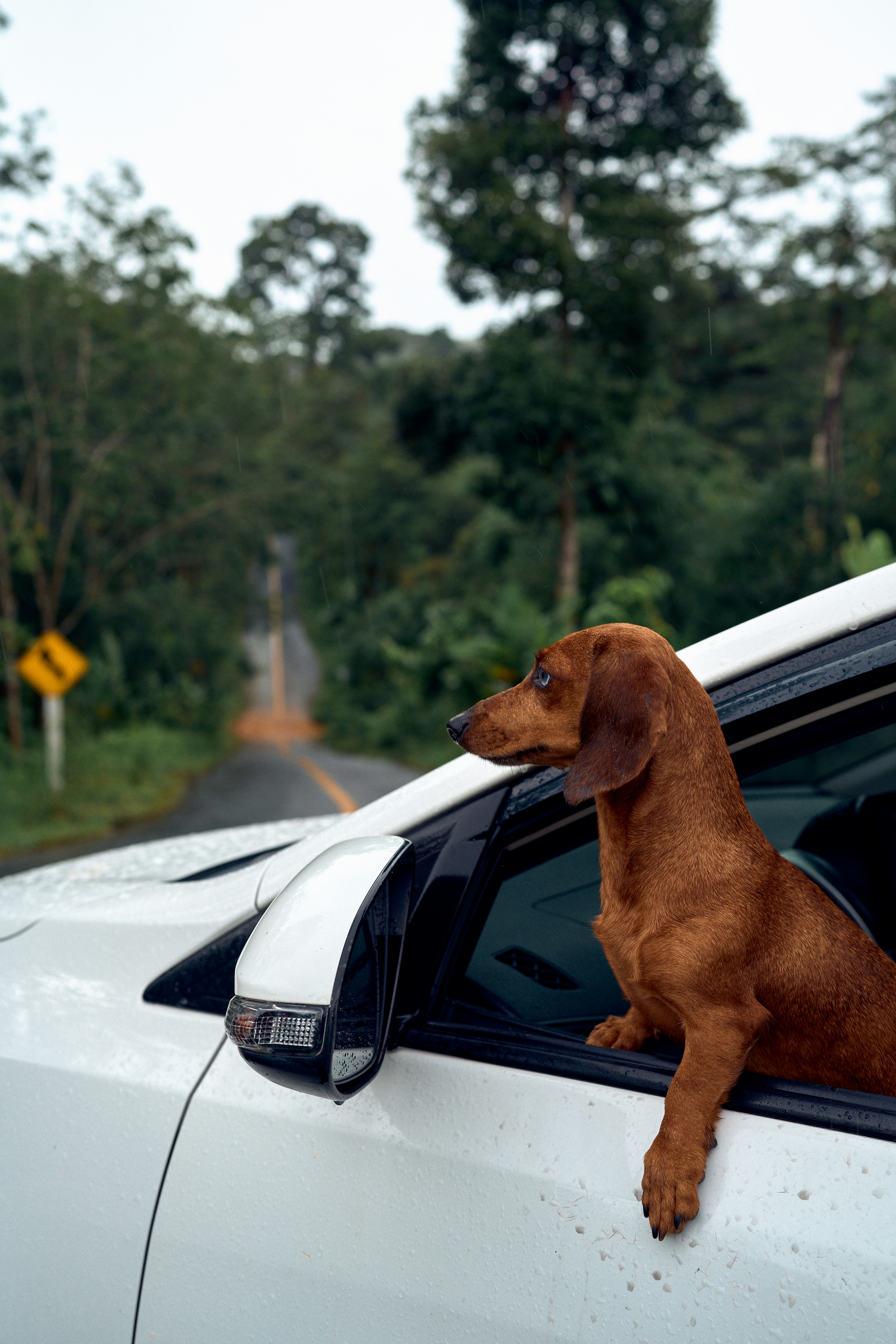 Journey Companion: The Curious Canine