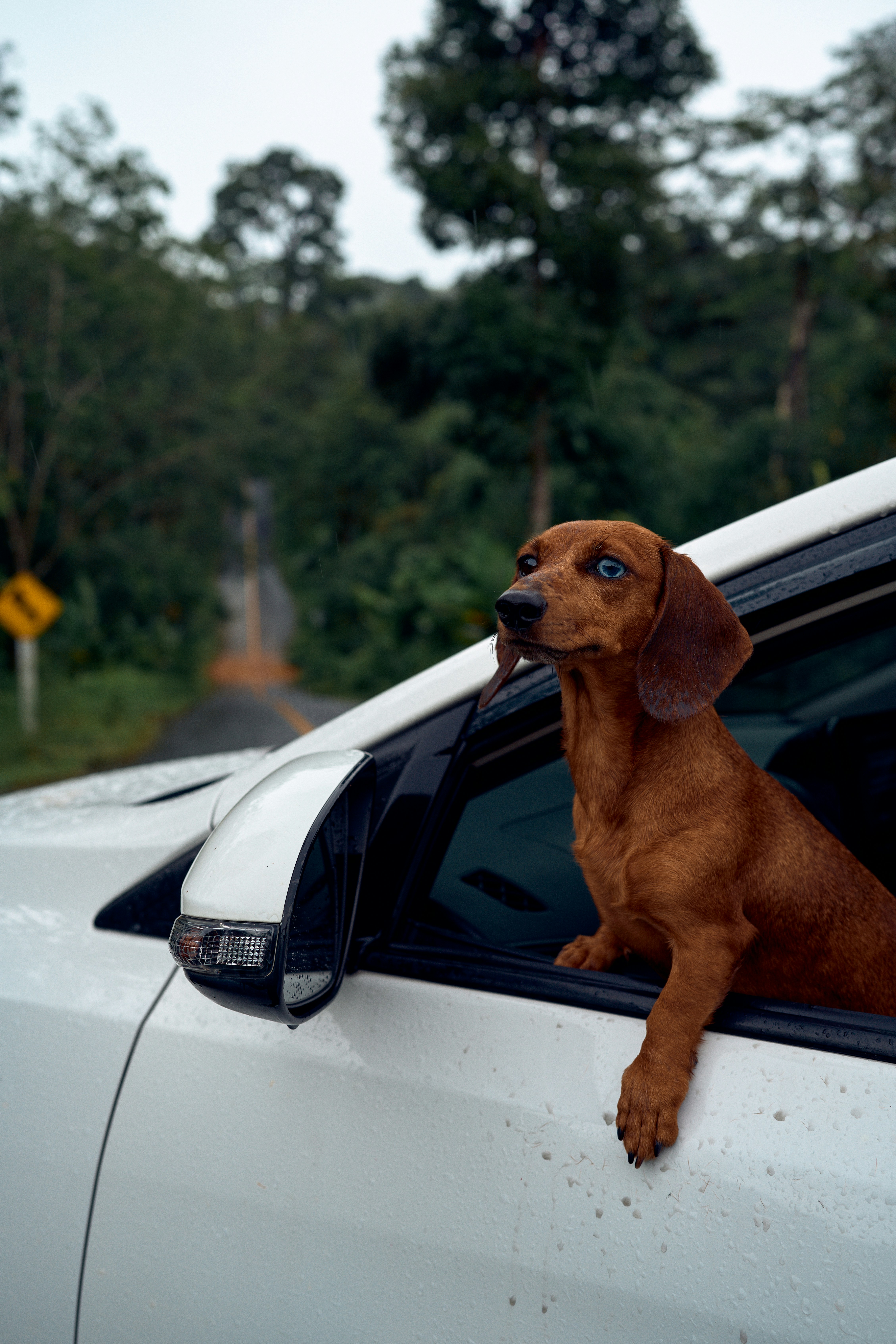 Joyful Journey Companion