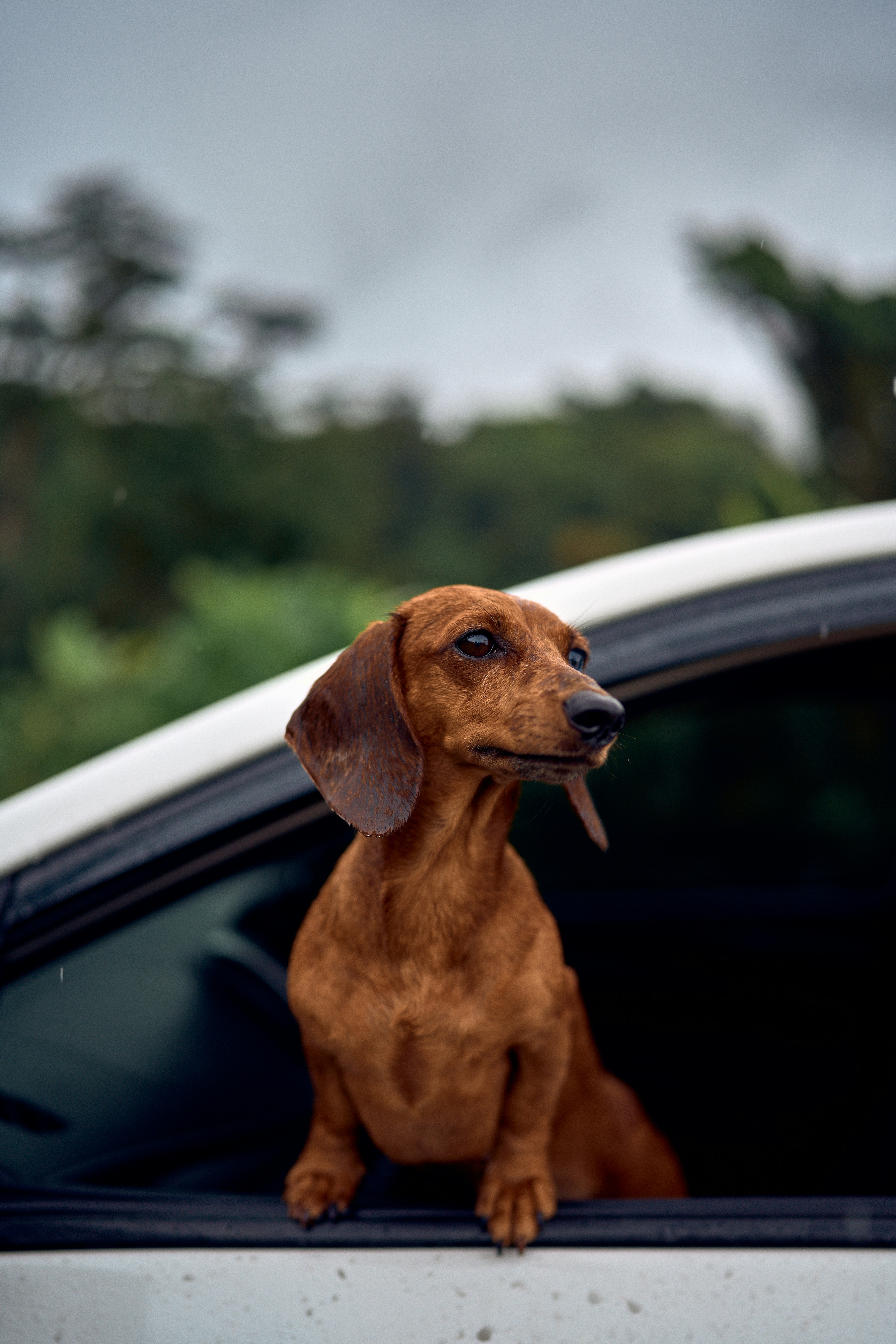 Window-side Watcher: a Dachshund's Curious Pause