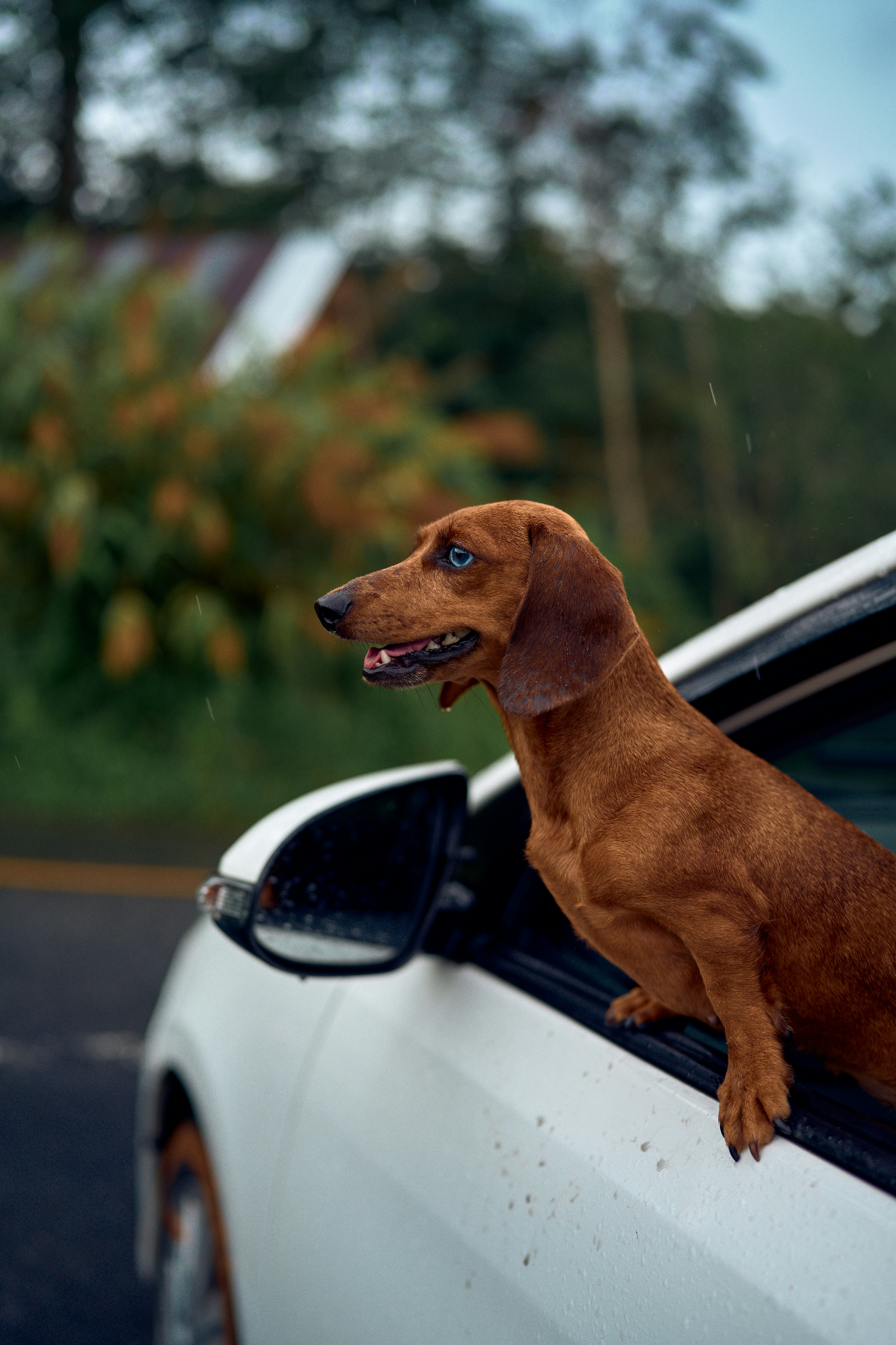 A dachshund with striking blue eyes looks out of the window, alert and excited as rain falls softly around. Sony A7C II + FE 35mm F1.4 GM