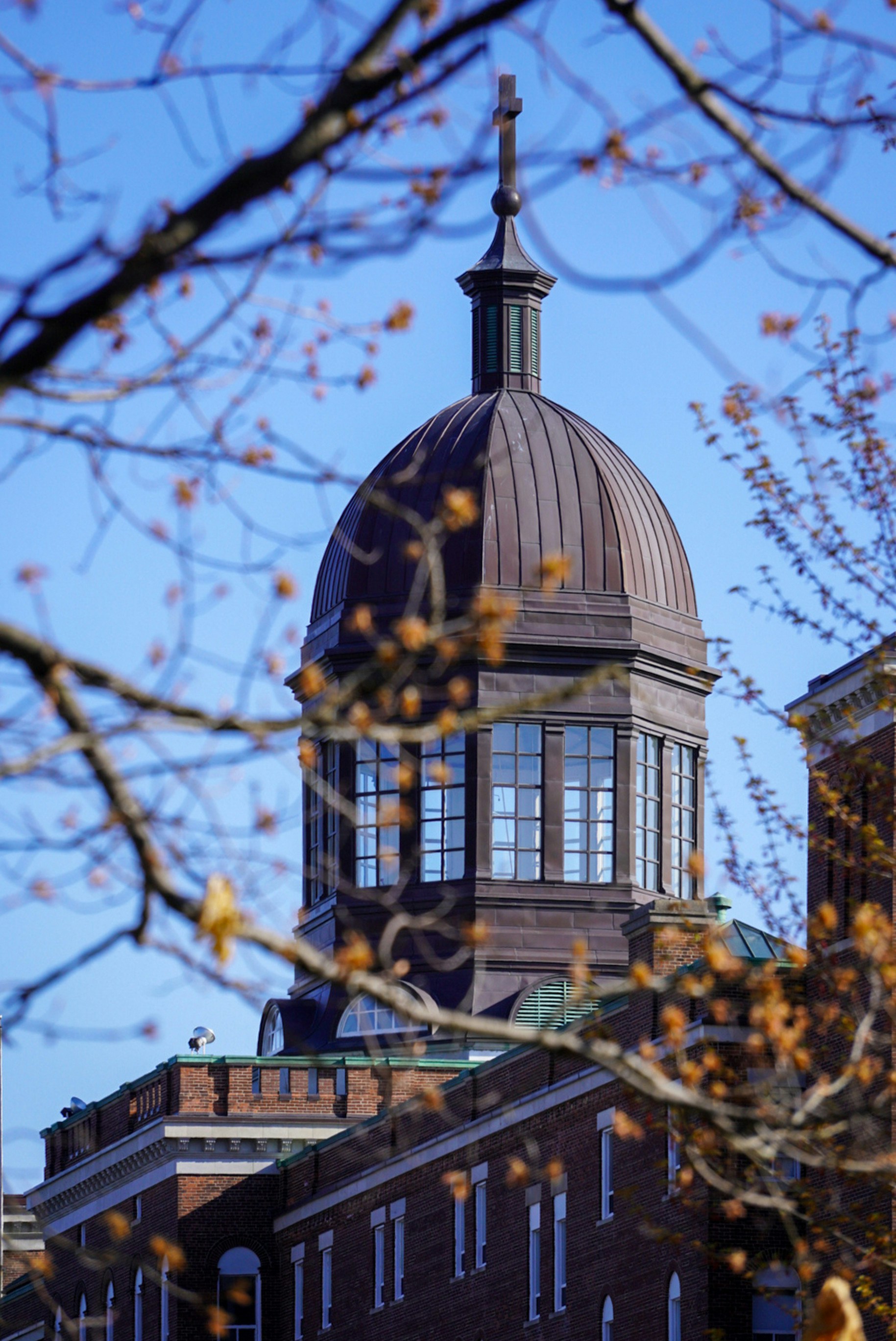 Historic dome of a building framed by branches, showcasing intricate design against a clear blue sky.