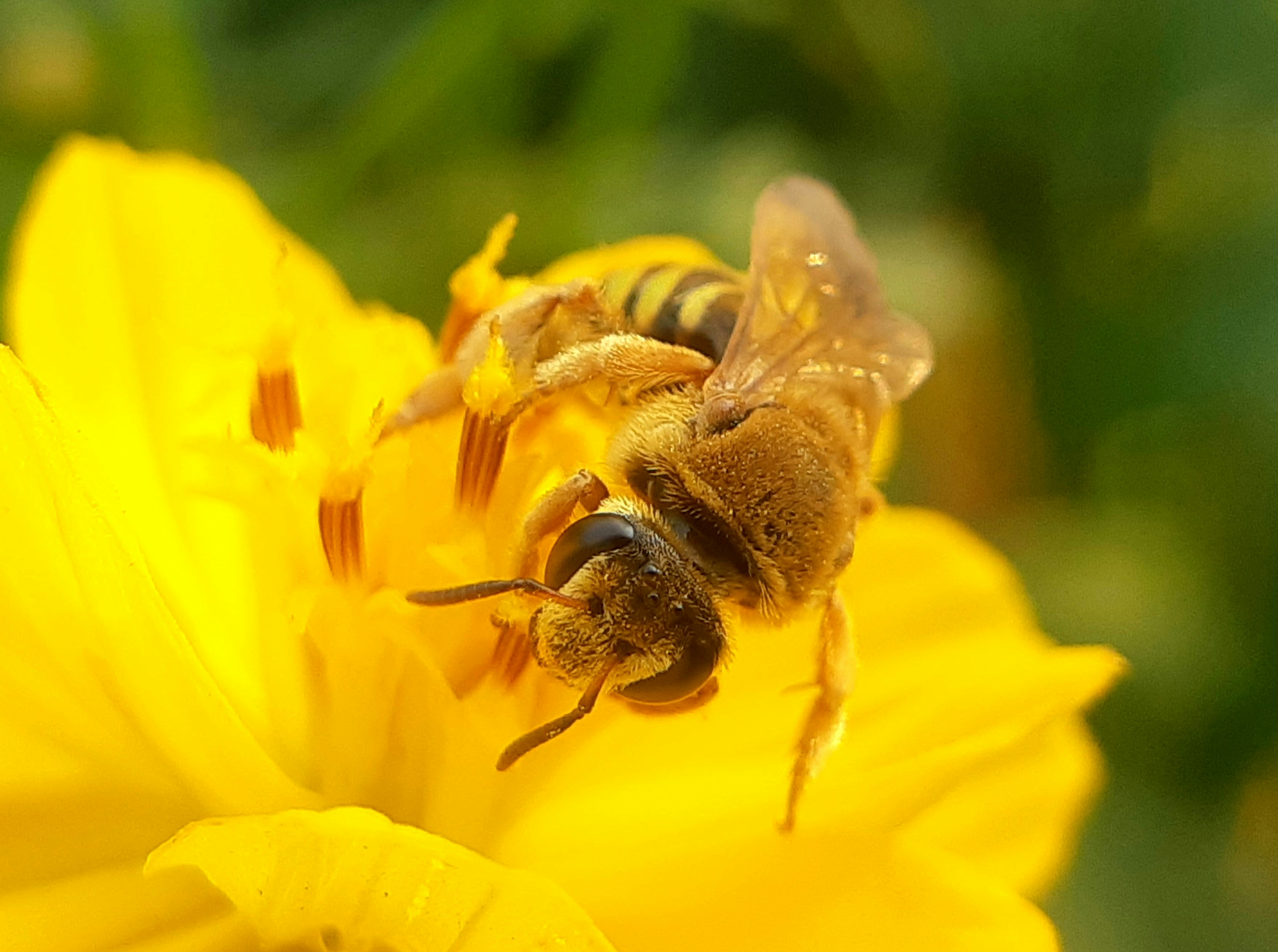 Honeybee perched on vibrant yellow flower, collecting nectar with delicate precision.