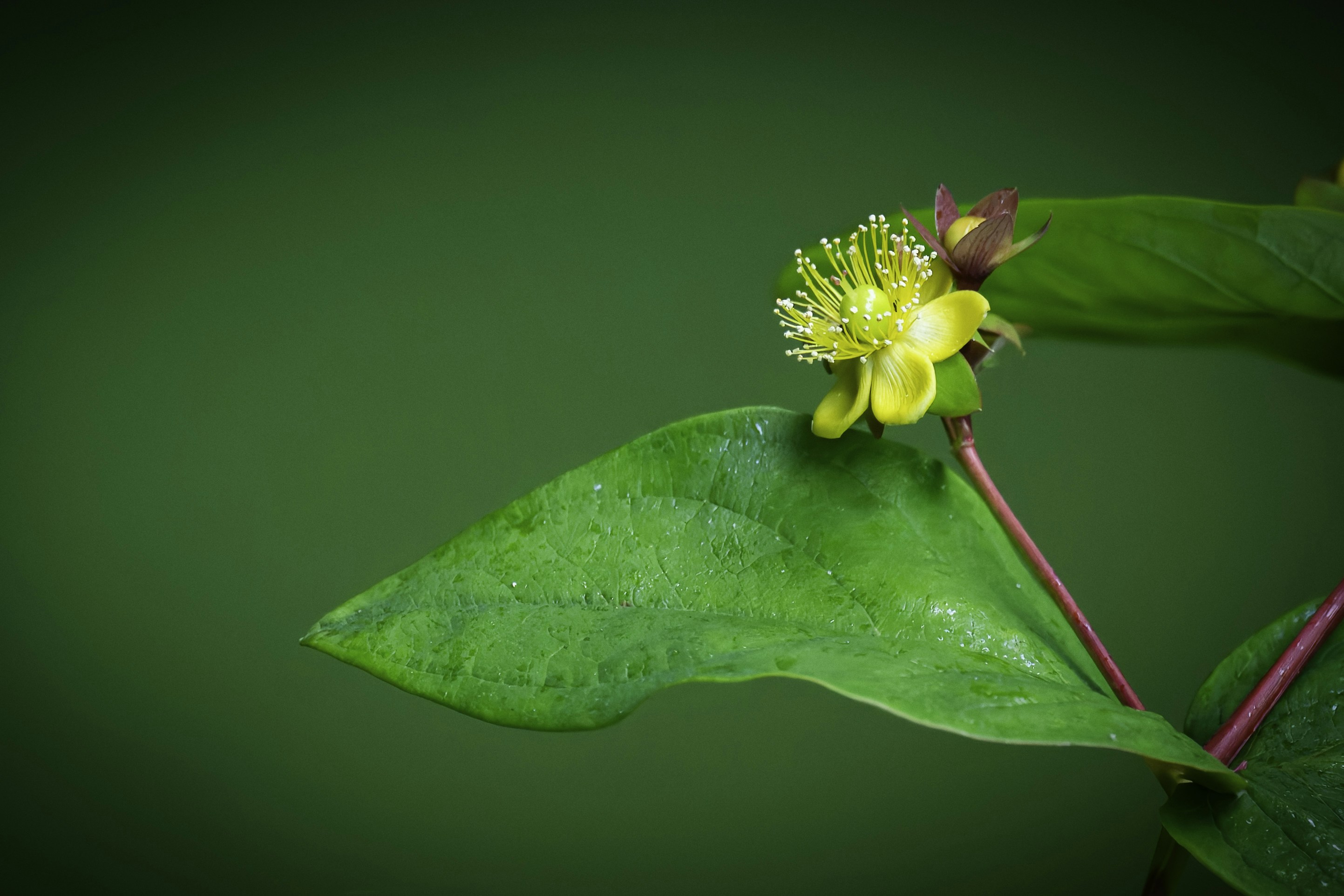 Verdant Whisper: A Tiny Yellow Bloom in Sharp Focus