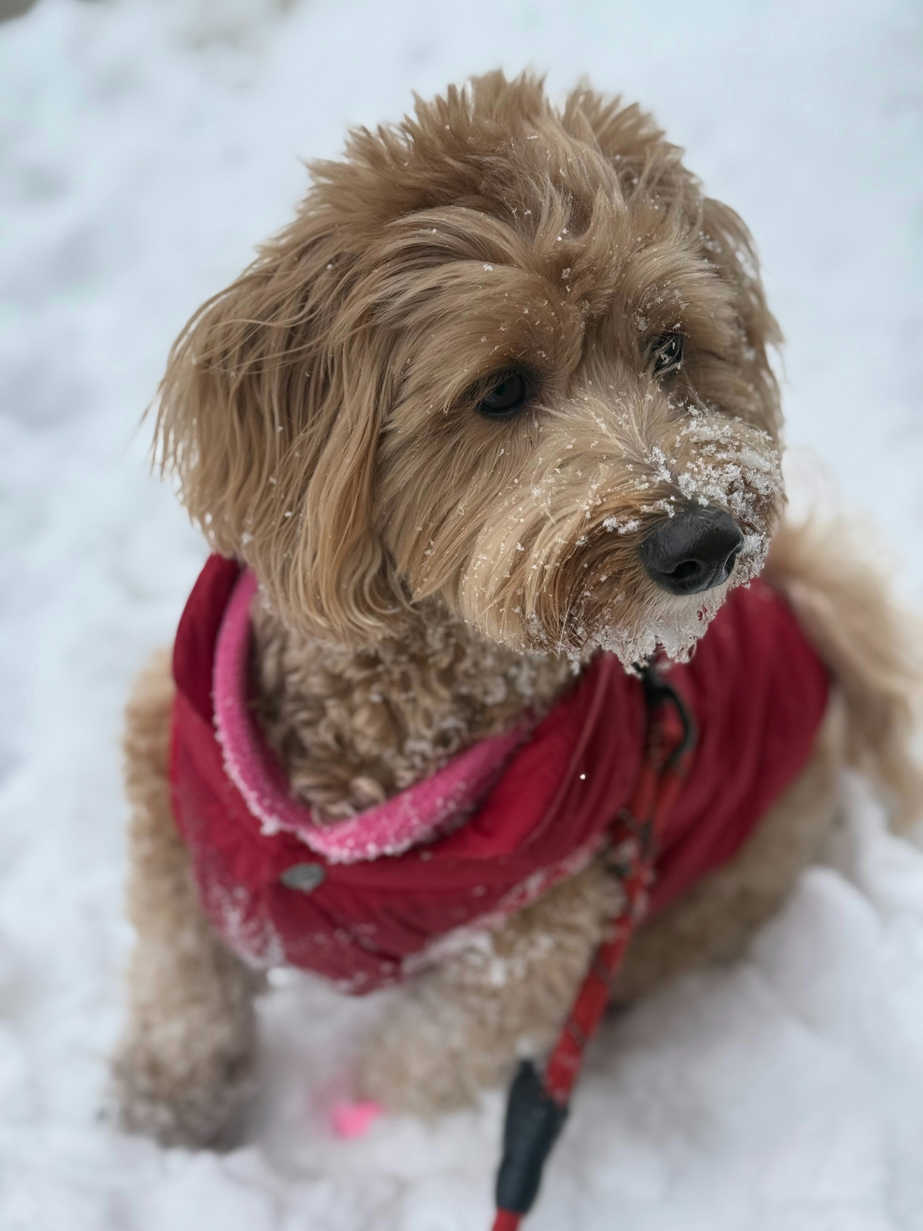 A Winter's Embrace: Canine Delight in Snow