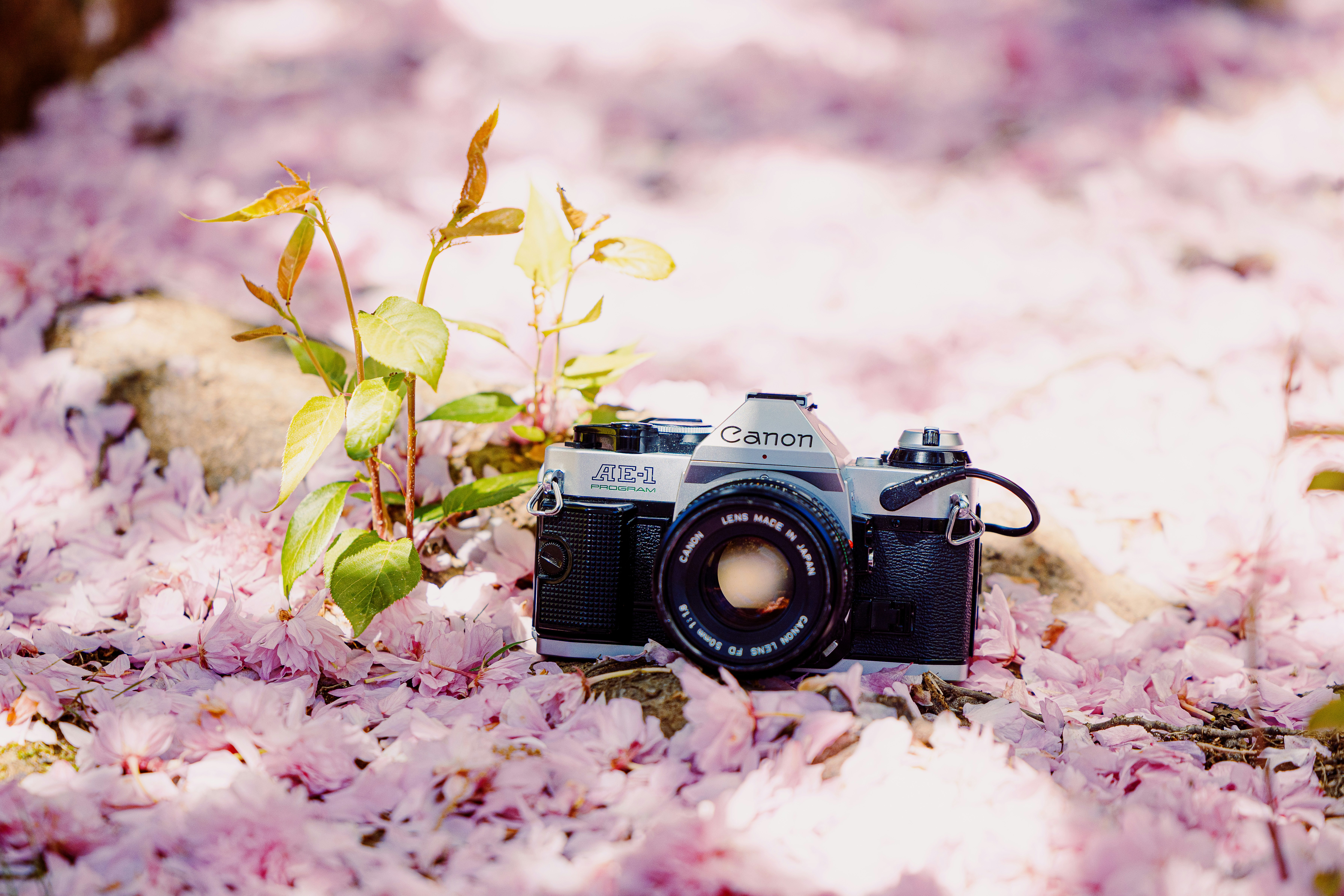 A classic Canon camera nestled among a bed of pink cherry blossom petals, framed by delicate green leaves. 