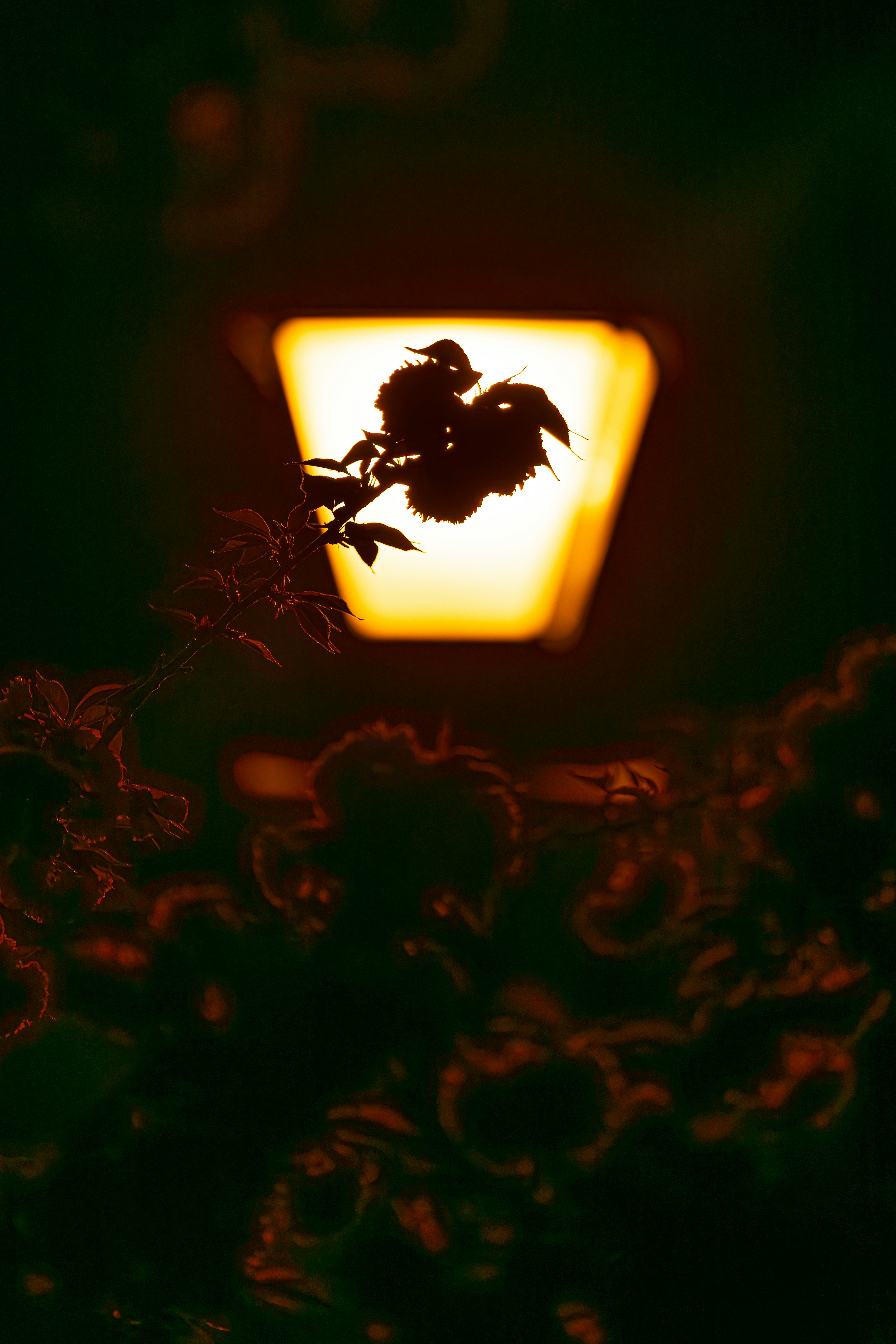 A cluster of cherry blossoms is captured in dramatic silhouette against the bright glow of a streetlamp at night. The flowers are dark and sharply outlined, with faint red edges where the light hits them. The overall mood is moody and atmospheric, with strong contrast between the warm golden light and the deep shadows surrounding the scene. | Flowers silhouetted by a street lamp.