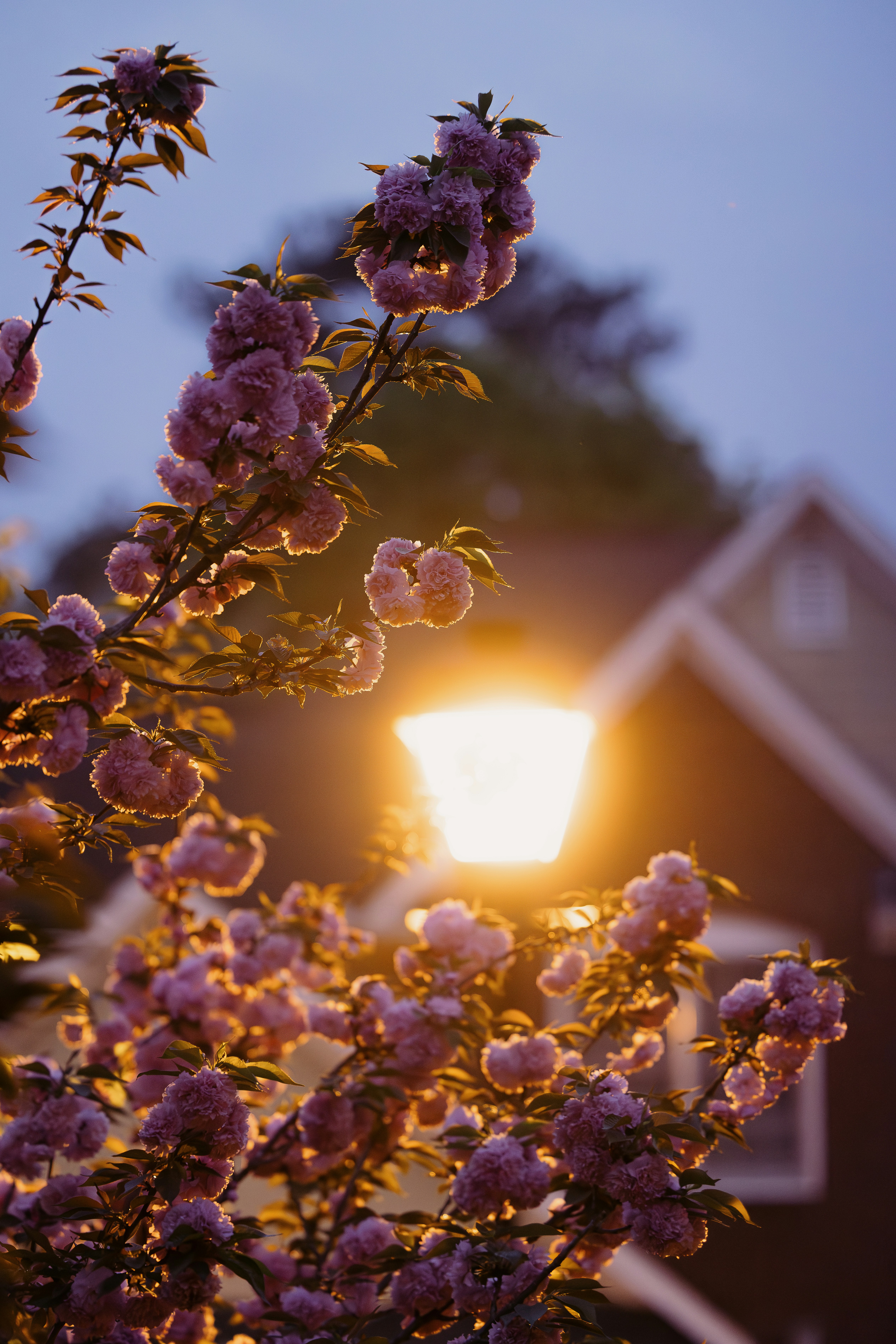 Dusk Lantern Through a Cascade of Pink Blooms