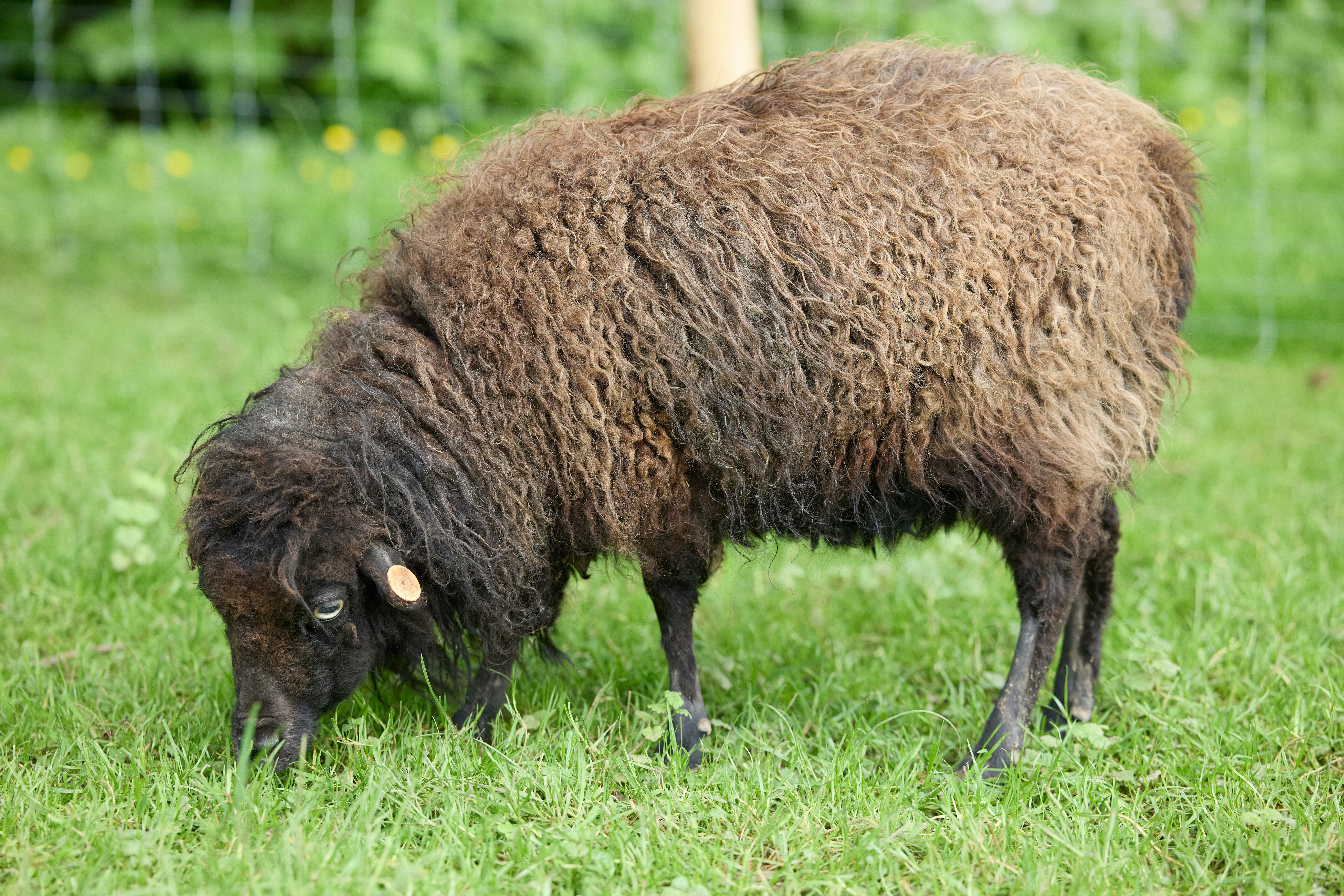 A brown sheep grazes on grass in a field. photo – Free Black Image on ...